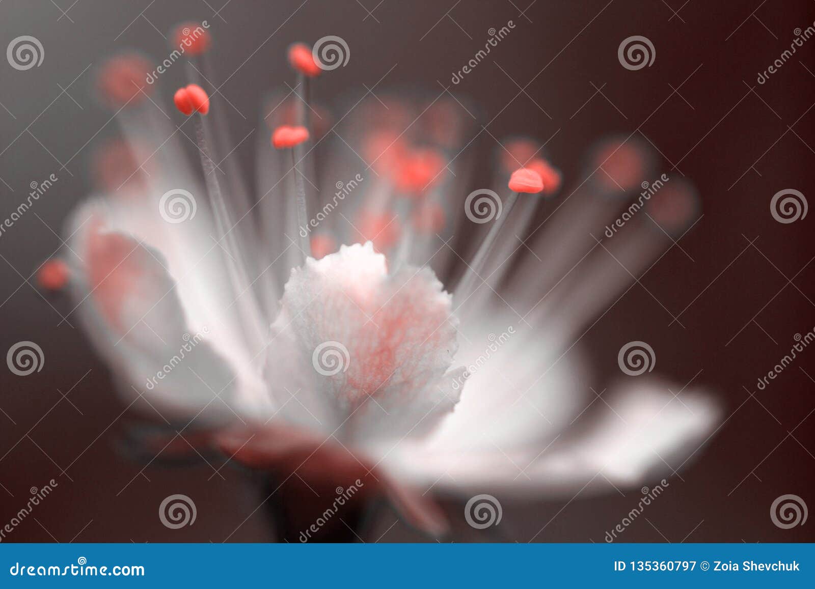 Spring Flower of Cherry-tree in Color of Living Coral Stock Image ...