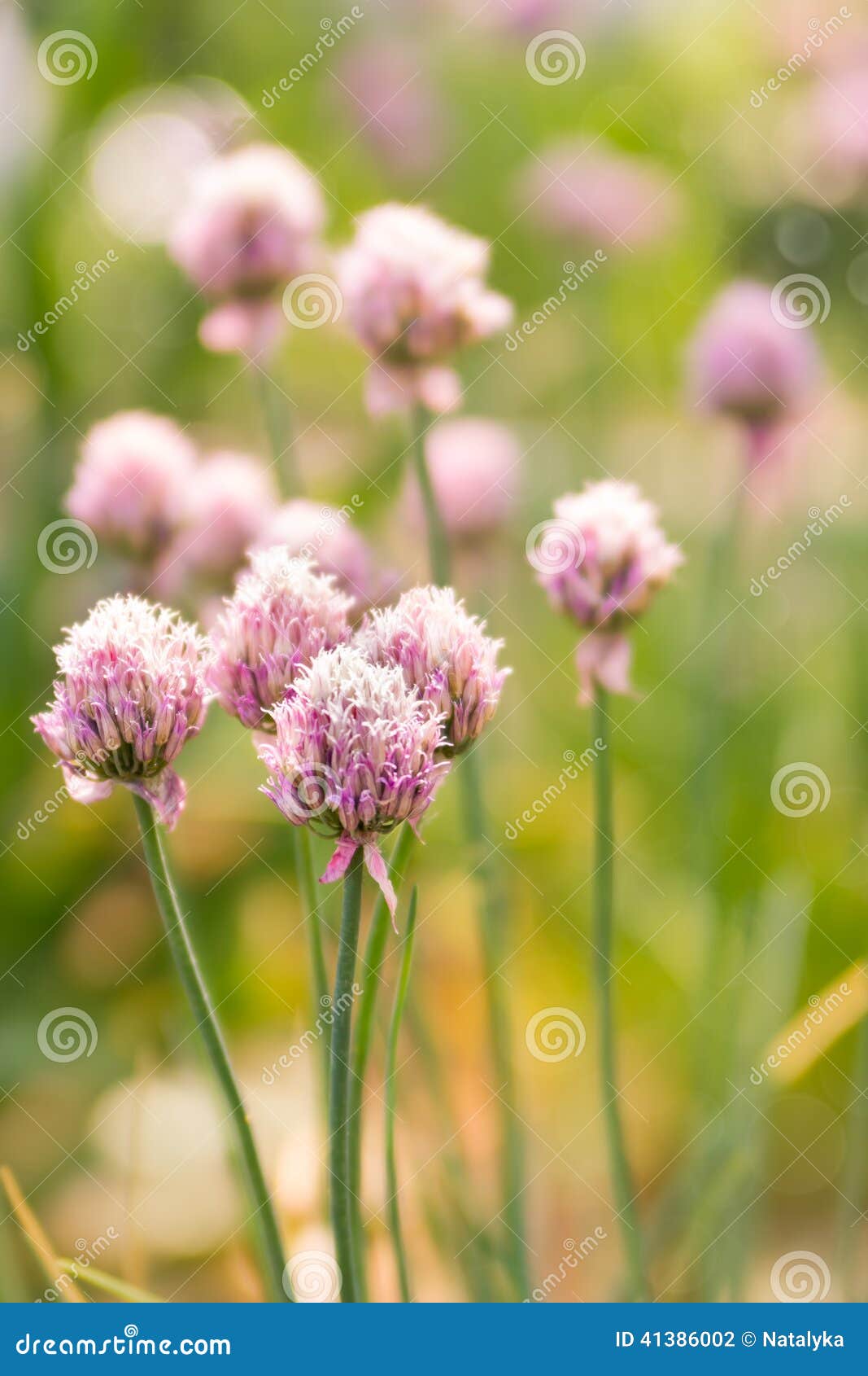 Spring Flower Chives on Sunny Day Stock Photo - Image of bloom, macro ...