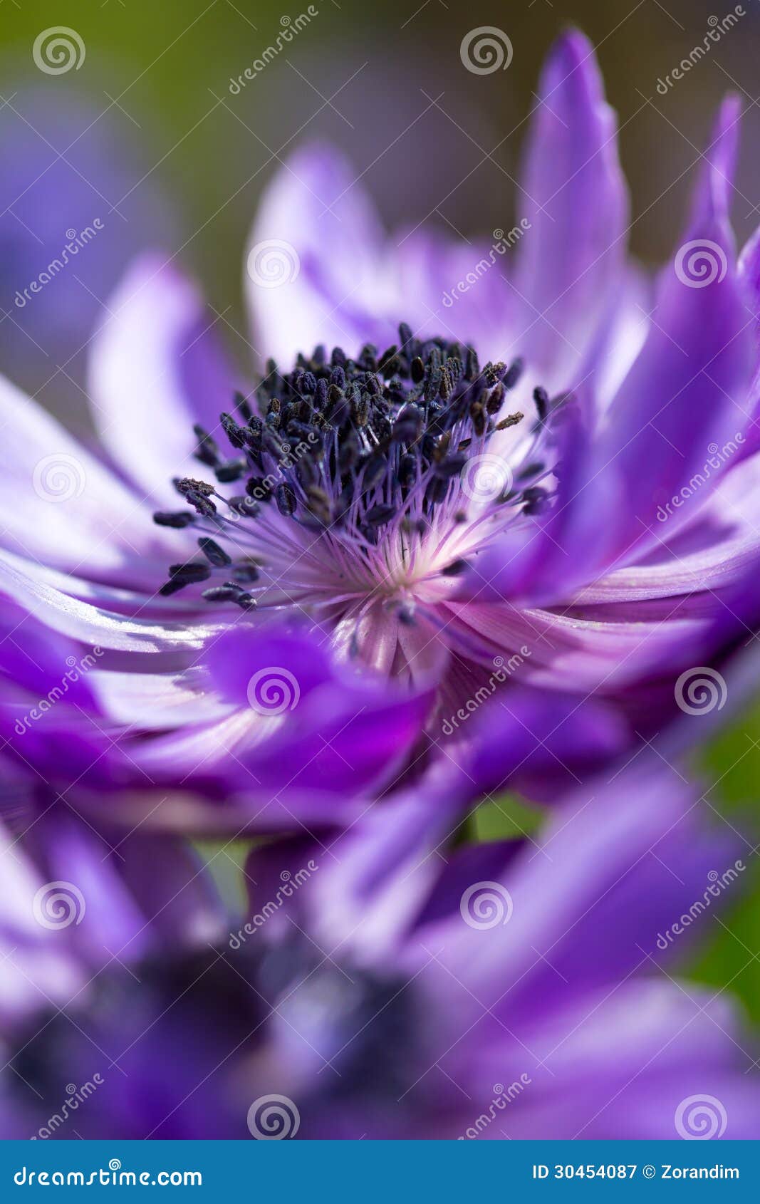 Spring flower close up stock image. Image of arrangement - 30454087