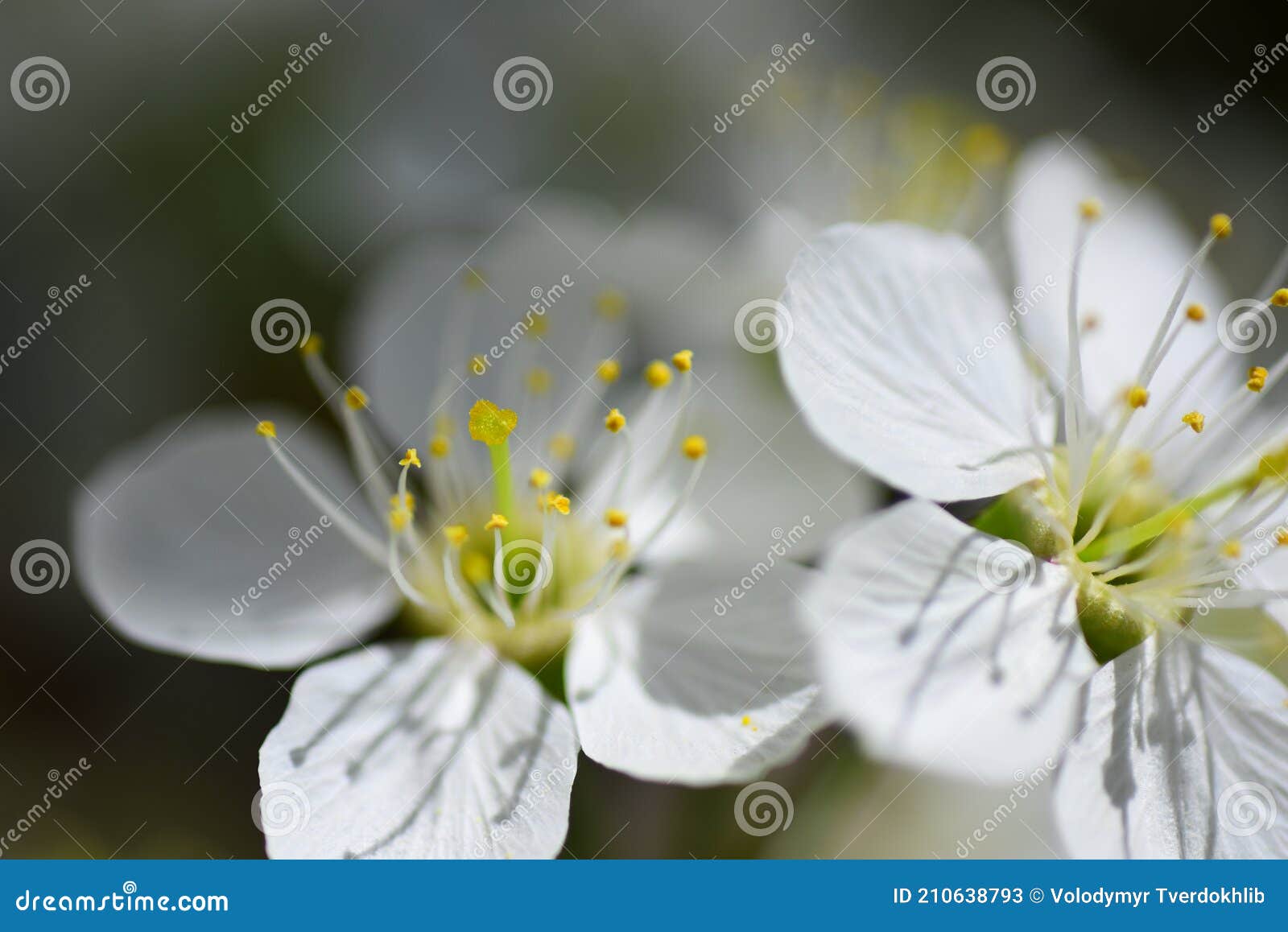Spring Flower Closeup. Springtime Blossom Background. Beautiful Nature ...