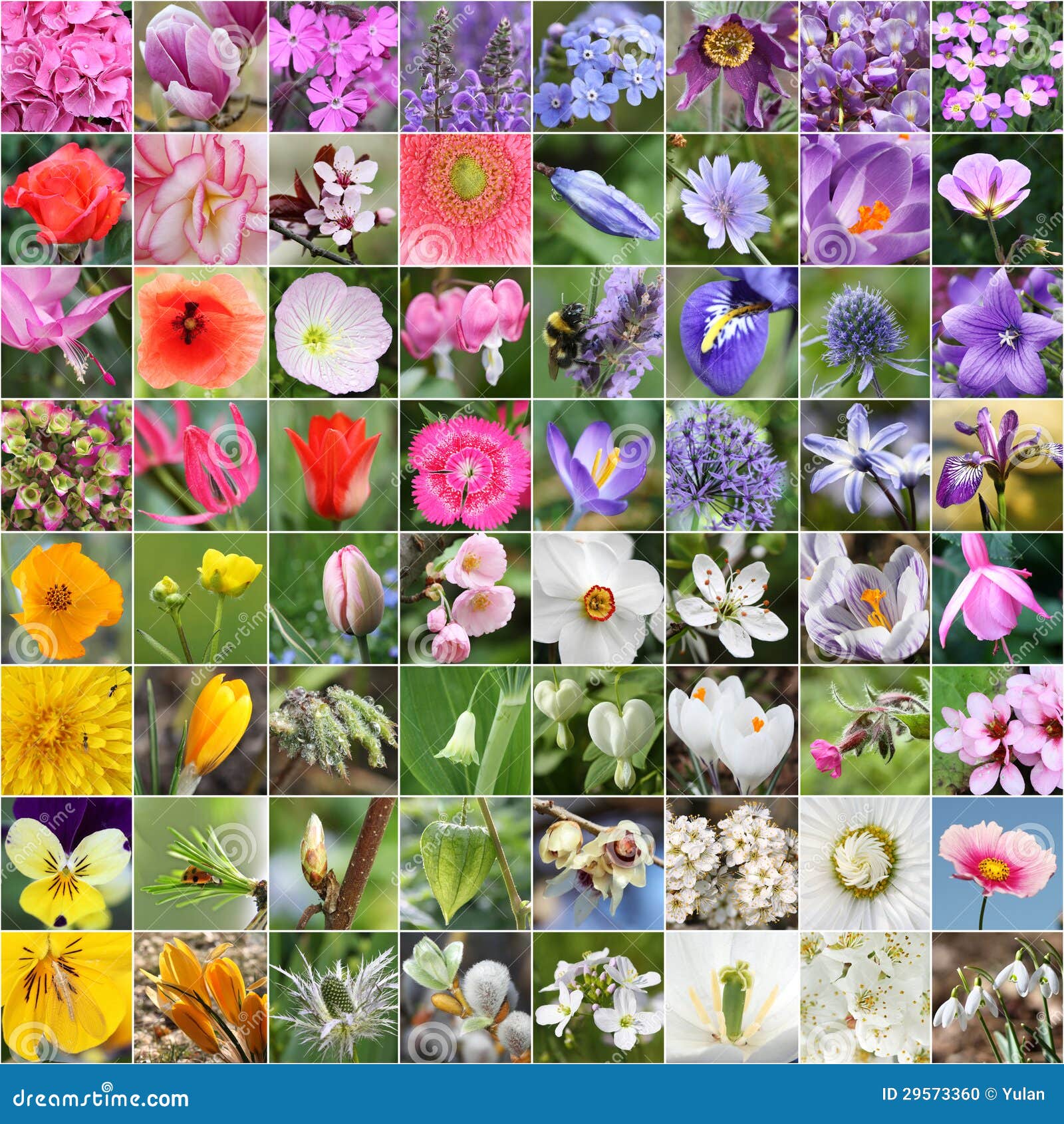 Spring flower collage stock photo. Image of green, lace - 29573360