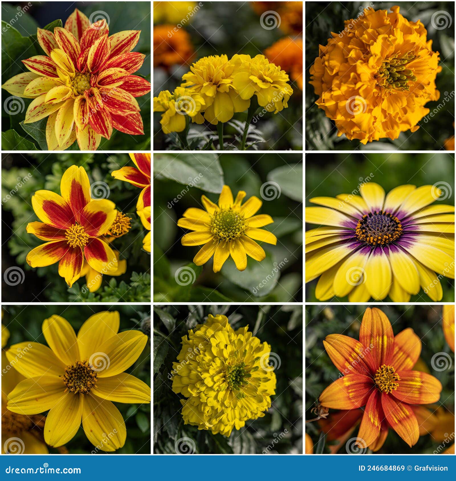 Spring flower collage stock image. Image of petals, decoration - 246684869