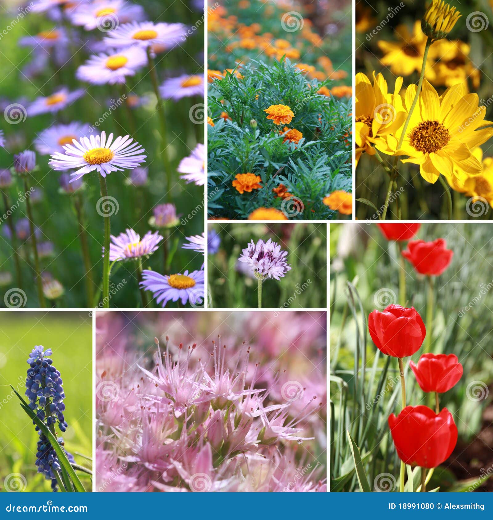 Spring Flower Collage from Several Image Stock Photo - Image of violet ...