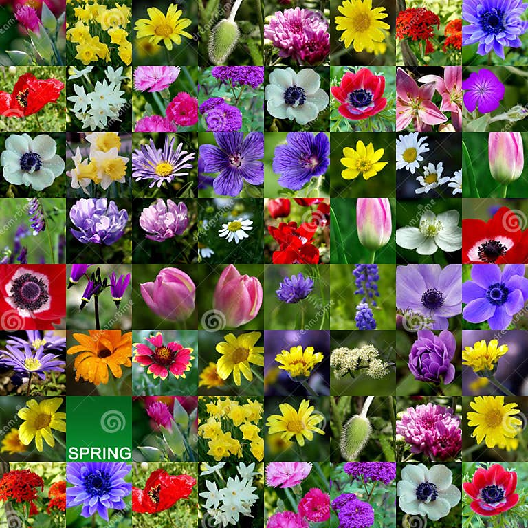 Spring Flower Collection stock image. Image of poppy, carnations - 597651