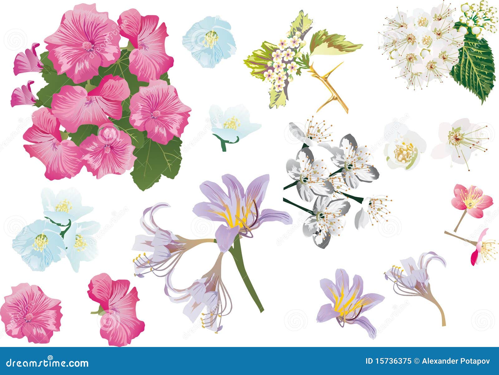 Spring Flower Collection on White Stock Vector - Illustration of color ...
