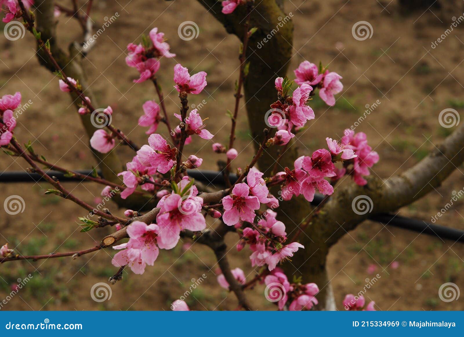 Spring Flower. Colors of the Spring. Magic Blooming Stock Image - Image ...