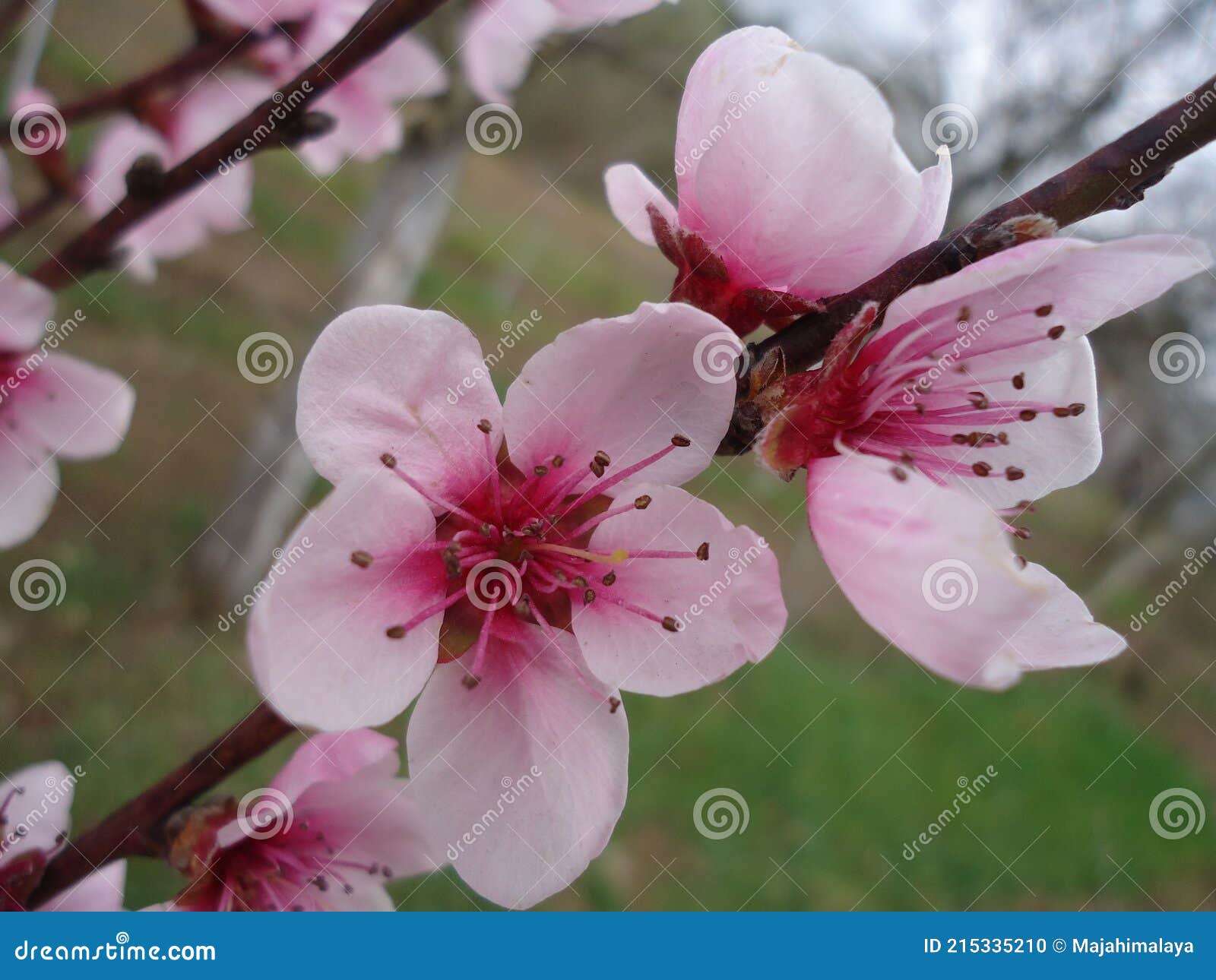 Spring Flower. Colors of the Spring. Magic Blooming Stock Photo - Image ...