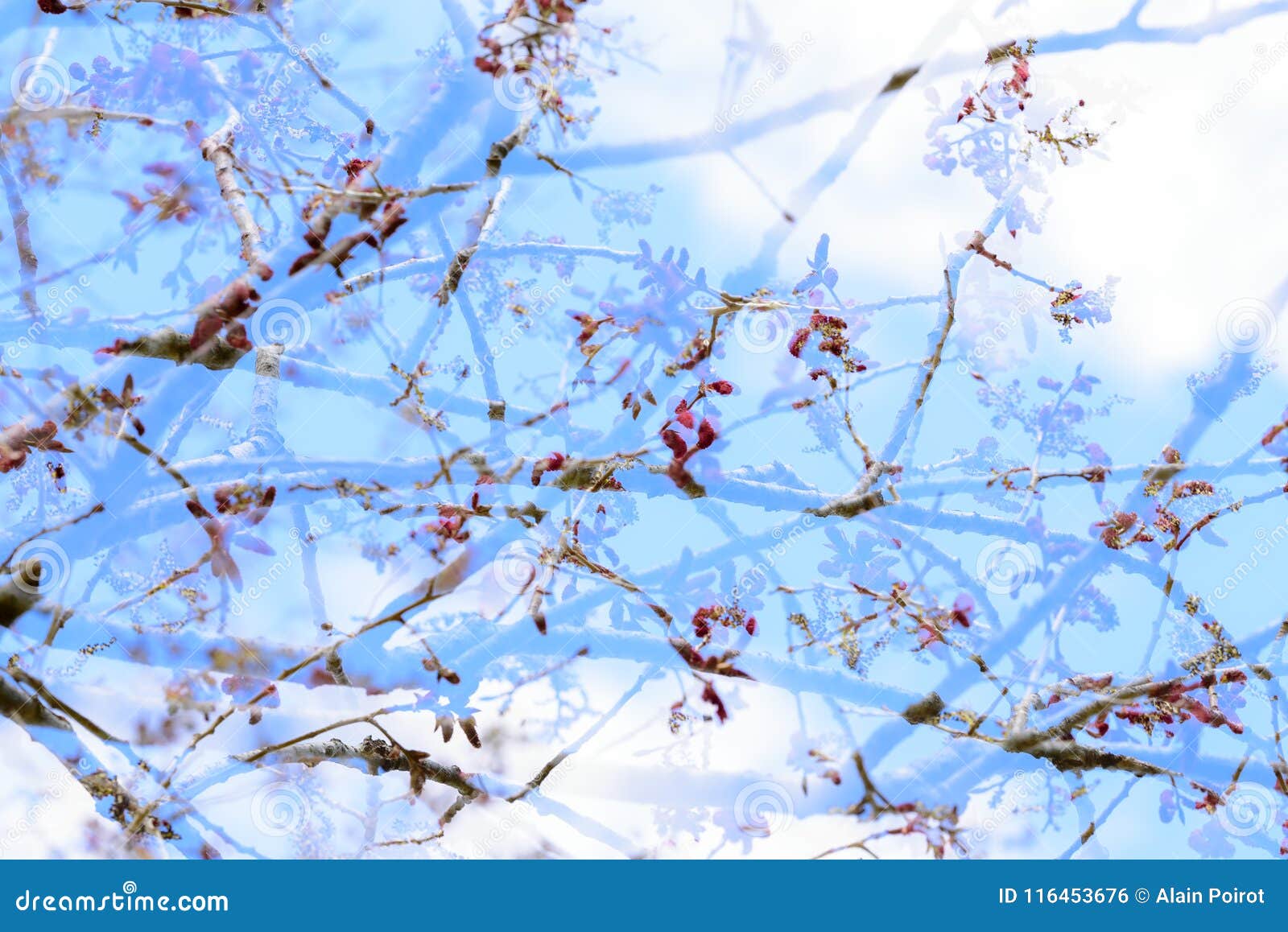 Spring Flower Composition Multiple Exposure Stock Photo - Image of ...