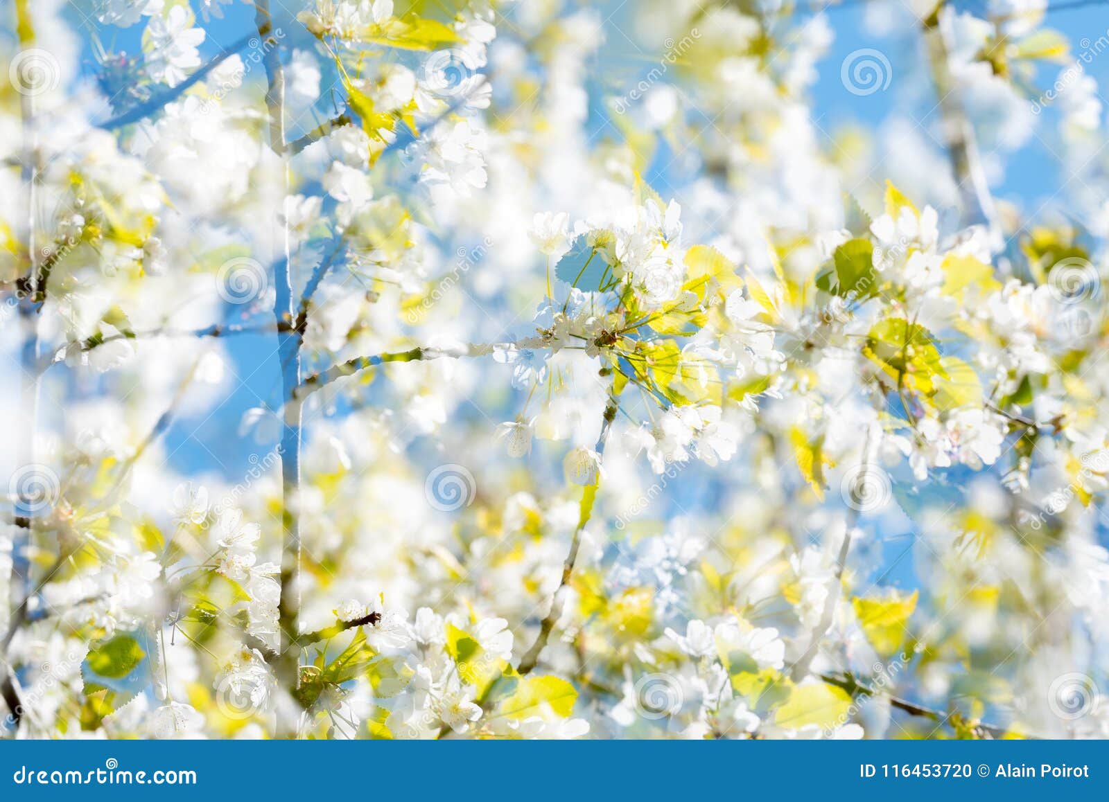 Spring Flower Composition Multiple Exposure Stock Photo - Image of ...