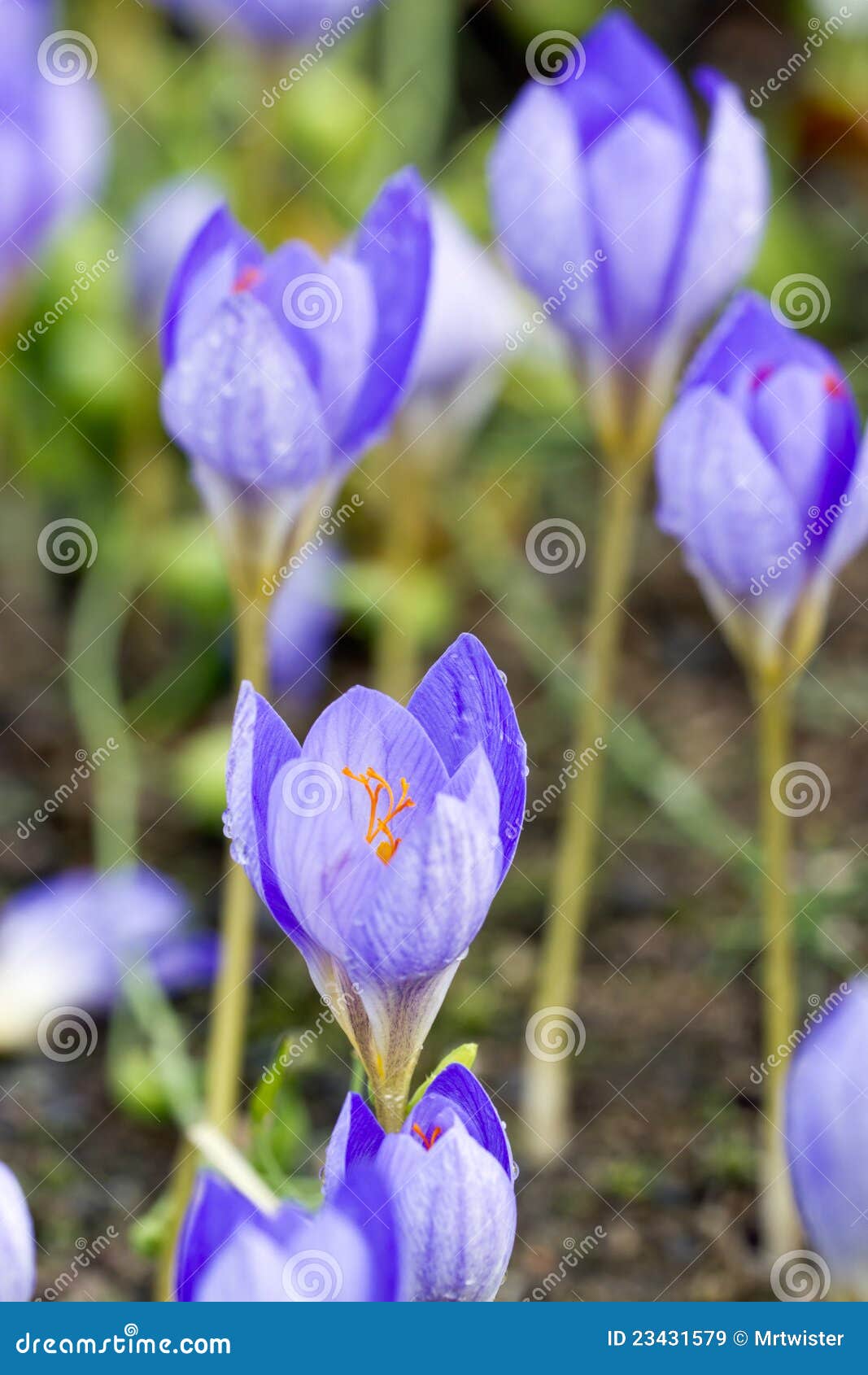 Spring flower crocus stock image. Image of season, botany - 23431579
