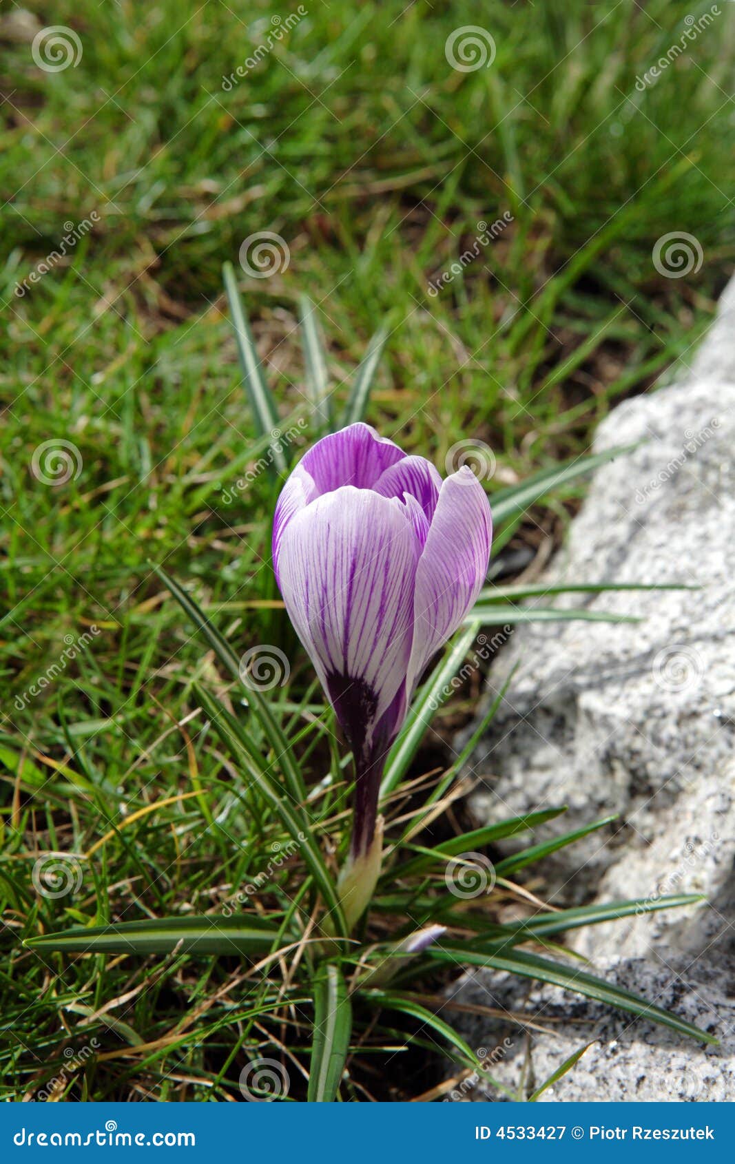 Spring flower crocus stock image. Image of purple, nature - 4533427