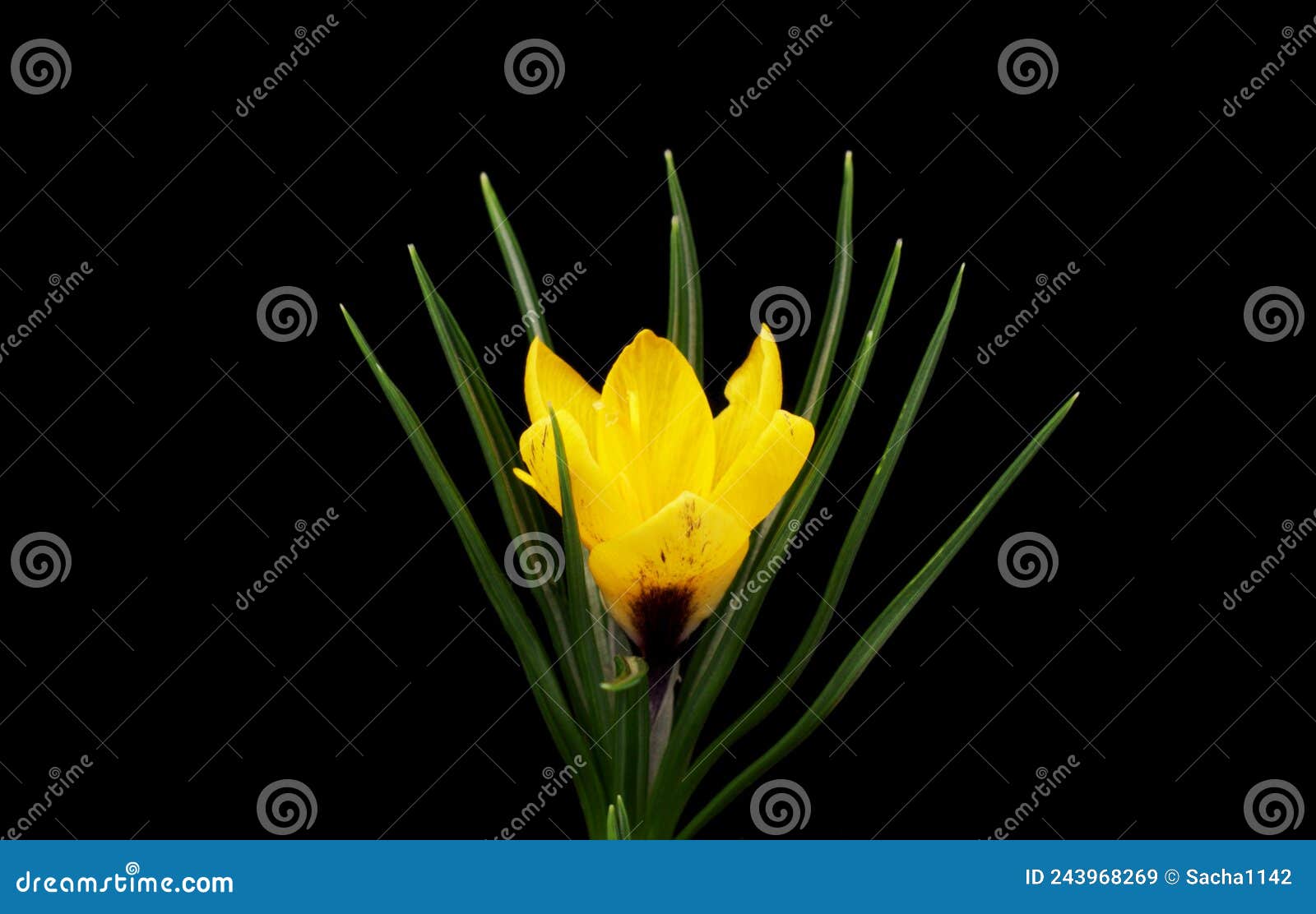 Spring Flower Crocus Blooming on Black Background. Stock Image - Image ...