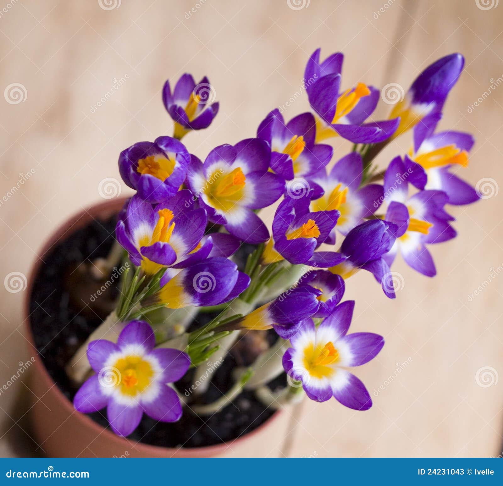 Spring Flower Crocus in the Pot Stock Image - Image of natural, soil ...