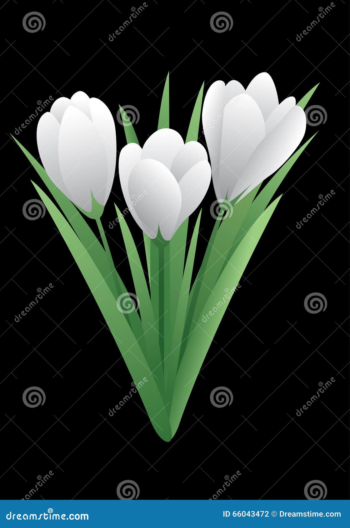 Spring flower - crocus stock vector. Illustration of garden - 66043472
