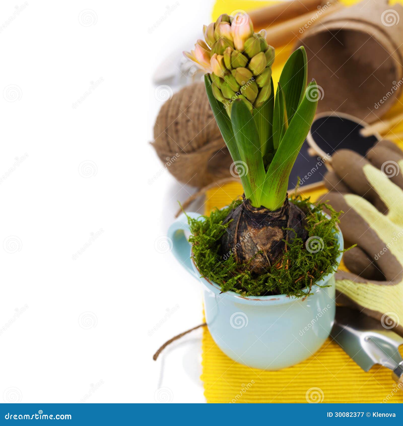 Spring Flower in a Cup and Garden Tools Stock Image - Image of leaf ...