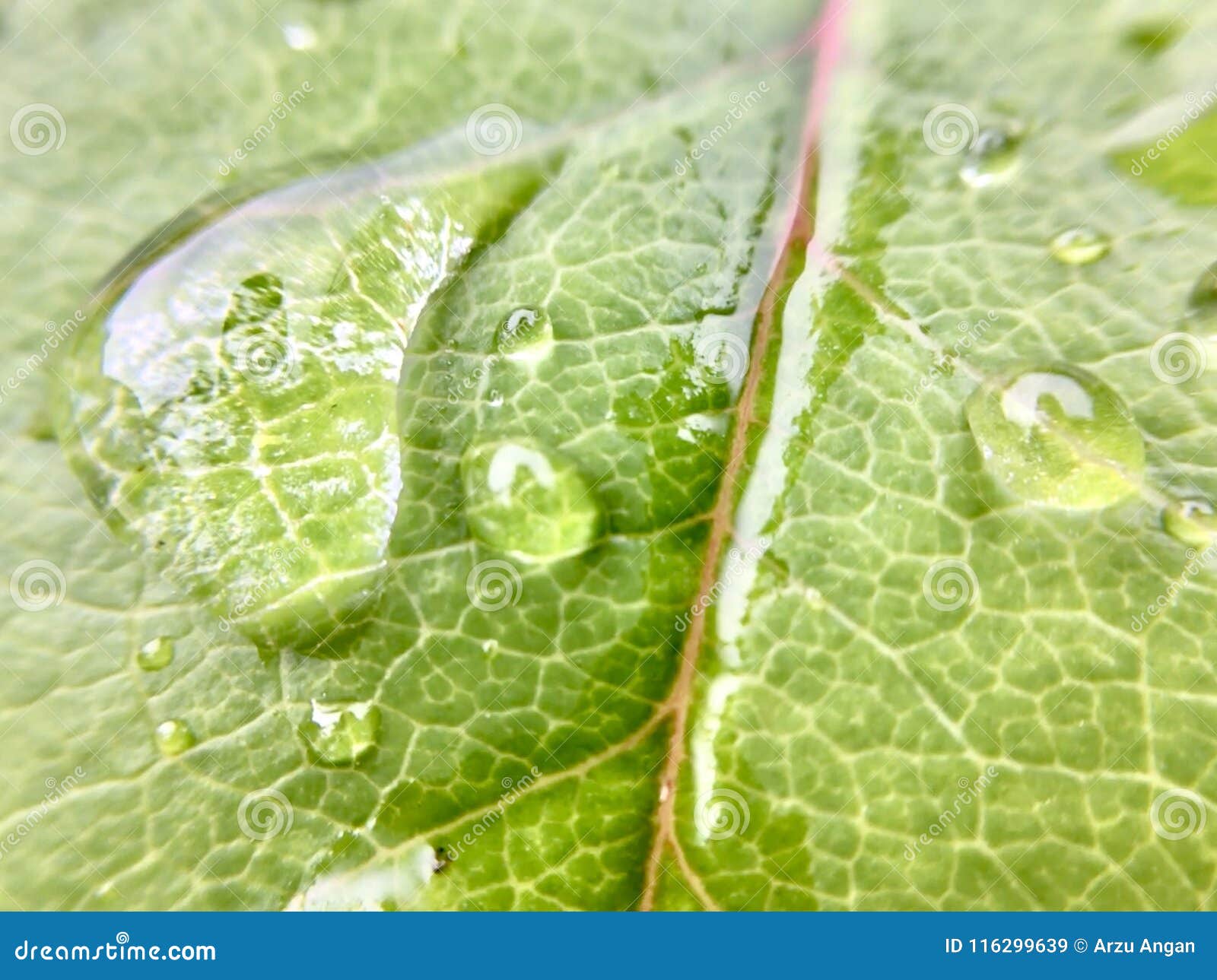 Spring Flower, Rain Drop on the Stock Image - Image of drop, leaf ...