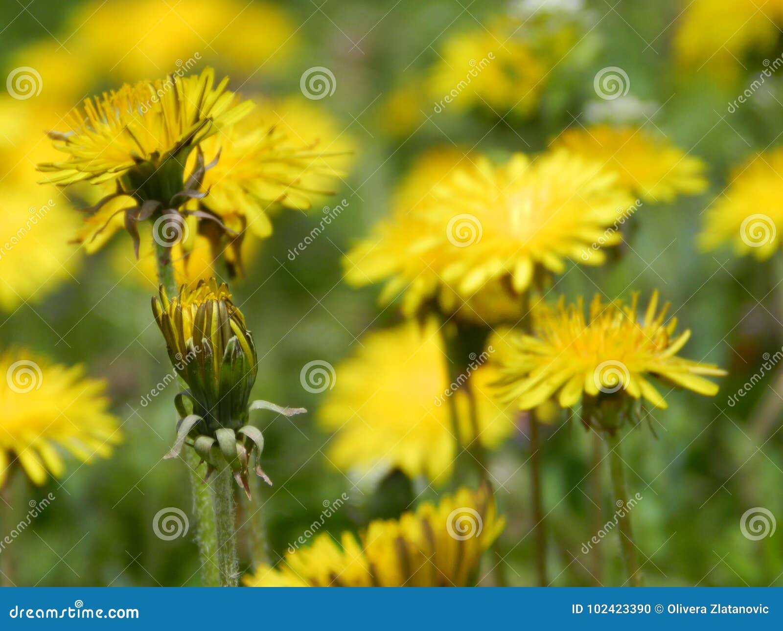Spring flower stock photo. Image of dandelion, landscape - 102423390
