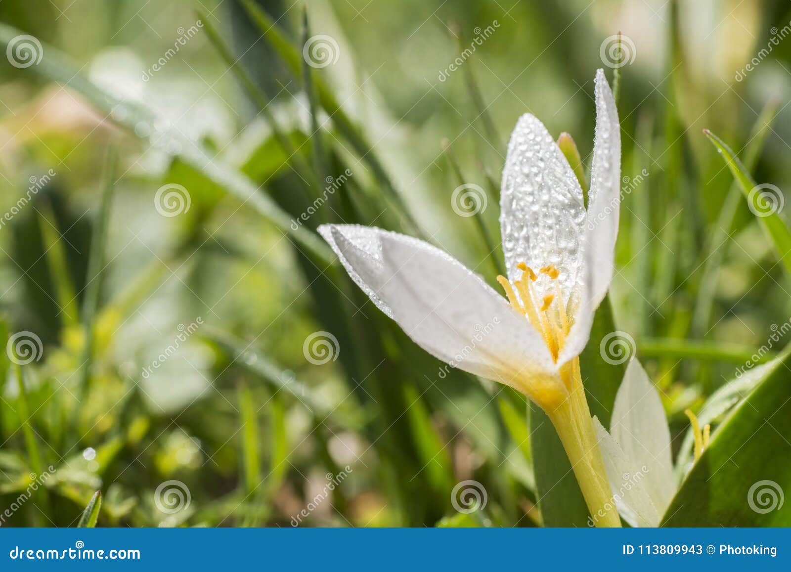 Spring flower with drop stock image. Image of flower - 113809943