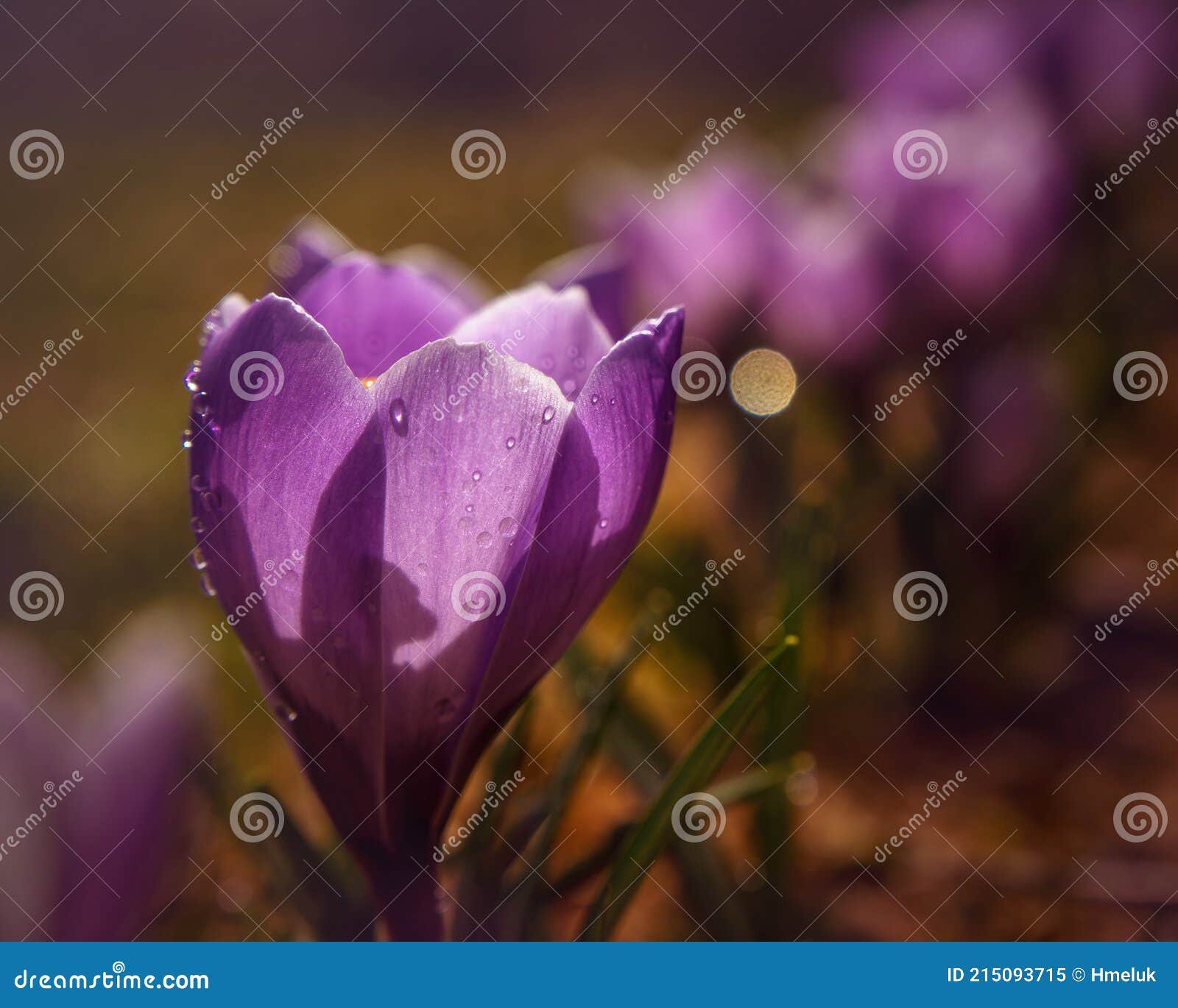 Spring flower in dew drops stock image. Image of nature - 215093715