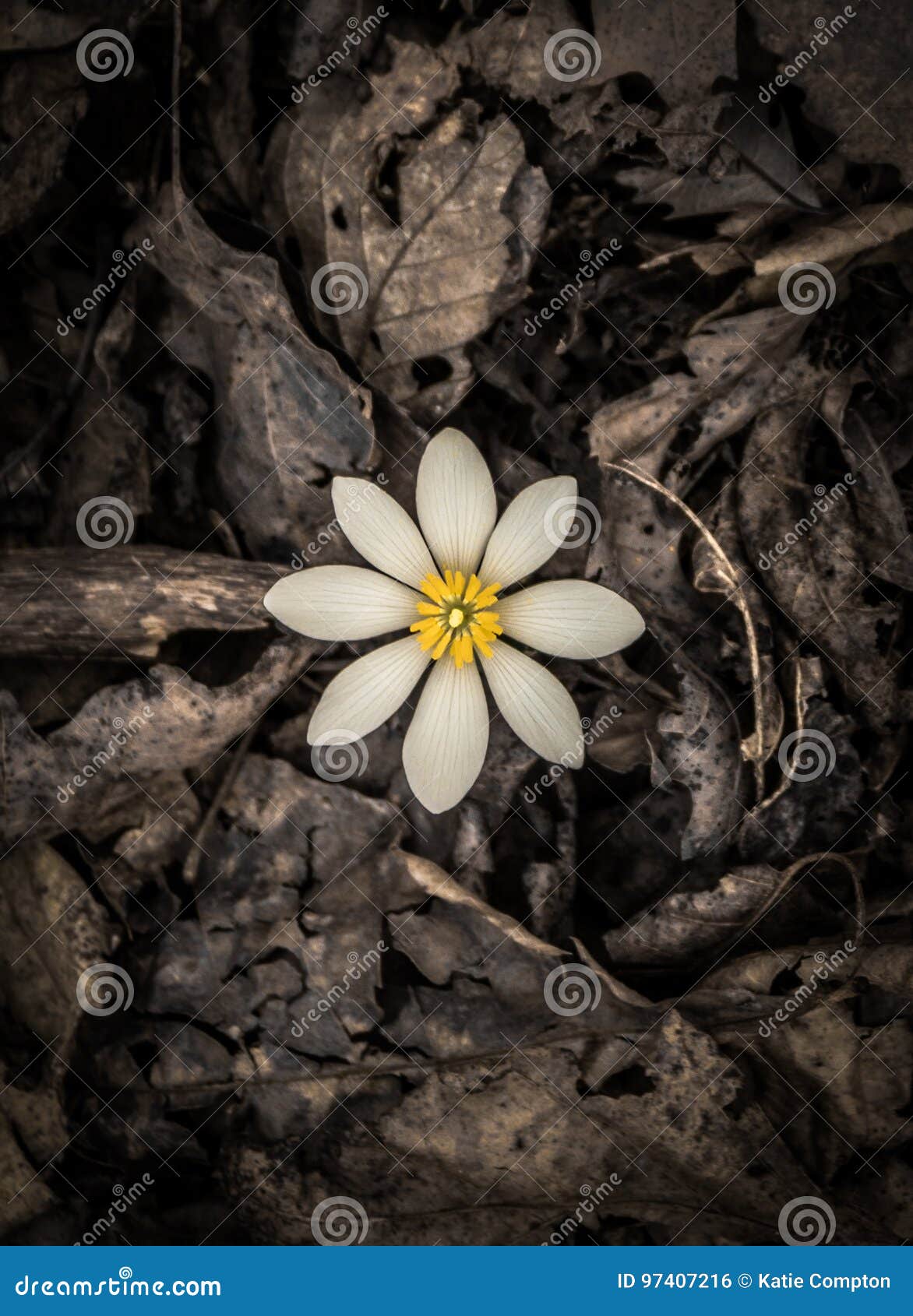 Spring Flower Emerging from Dead Leaves Stock Photo - Image of nature ...