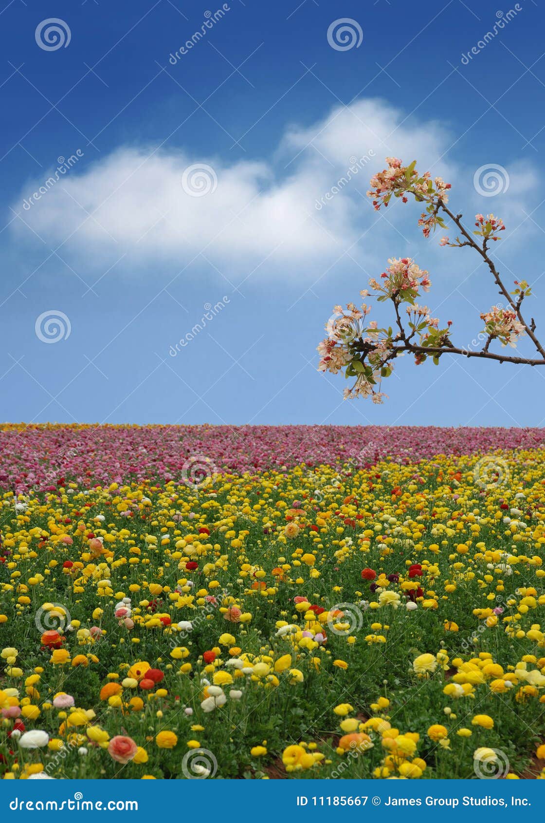 Spring Flower Field stock image. Image of cloud, field - 11185667