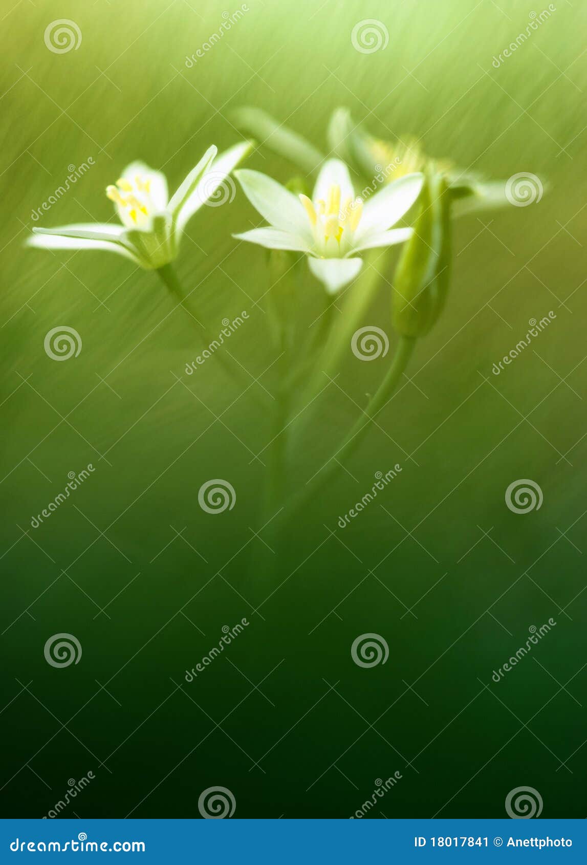 Spring flower in the field stock image. Image of garden - 18017841