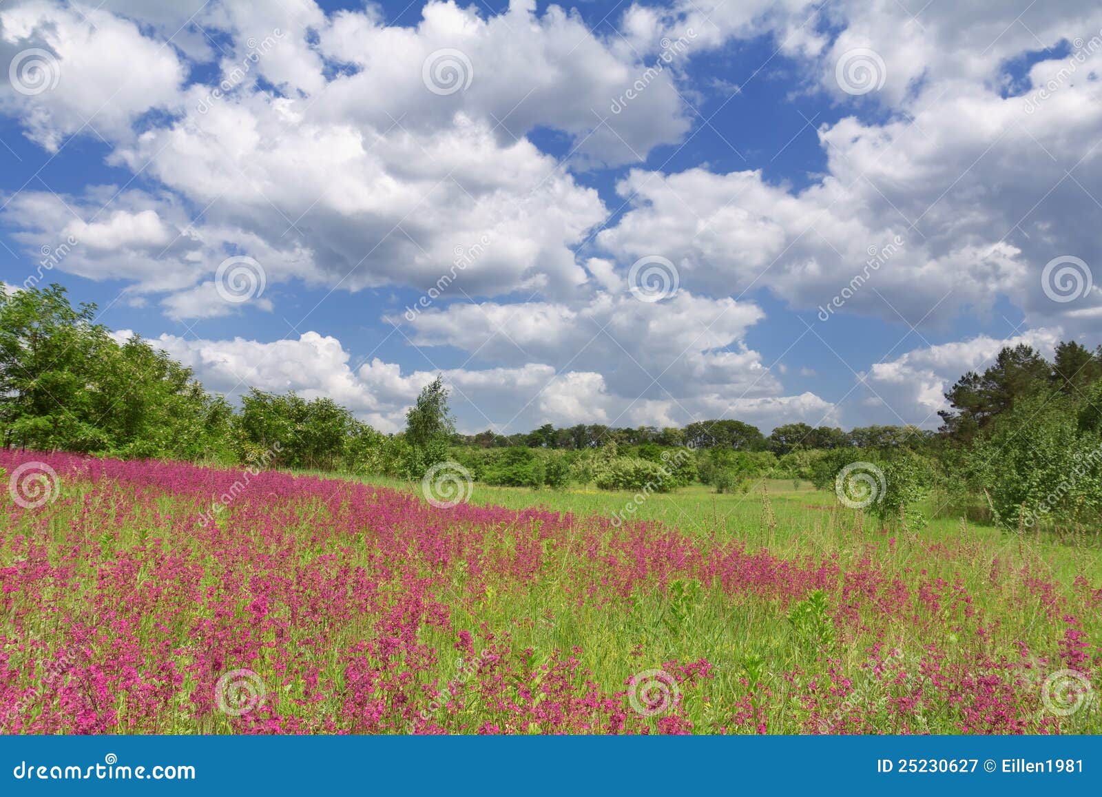 Spring Flower Field and Blue Sky Stock Image - Image of idyllic ...