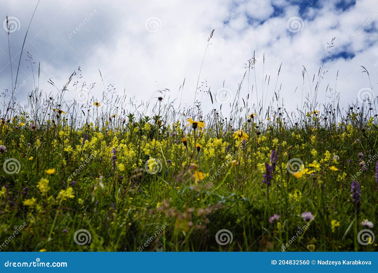Spring Flower Field and Blue Sky. Clouds Stock Photo - Image of ...
