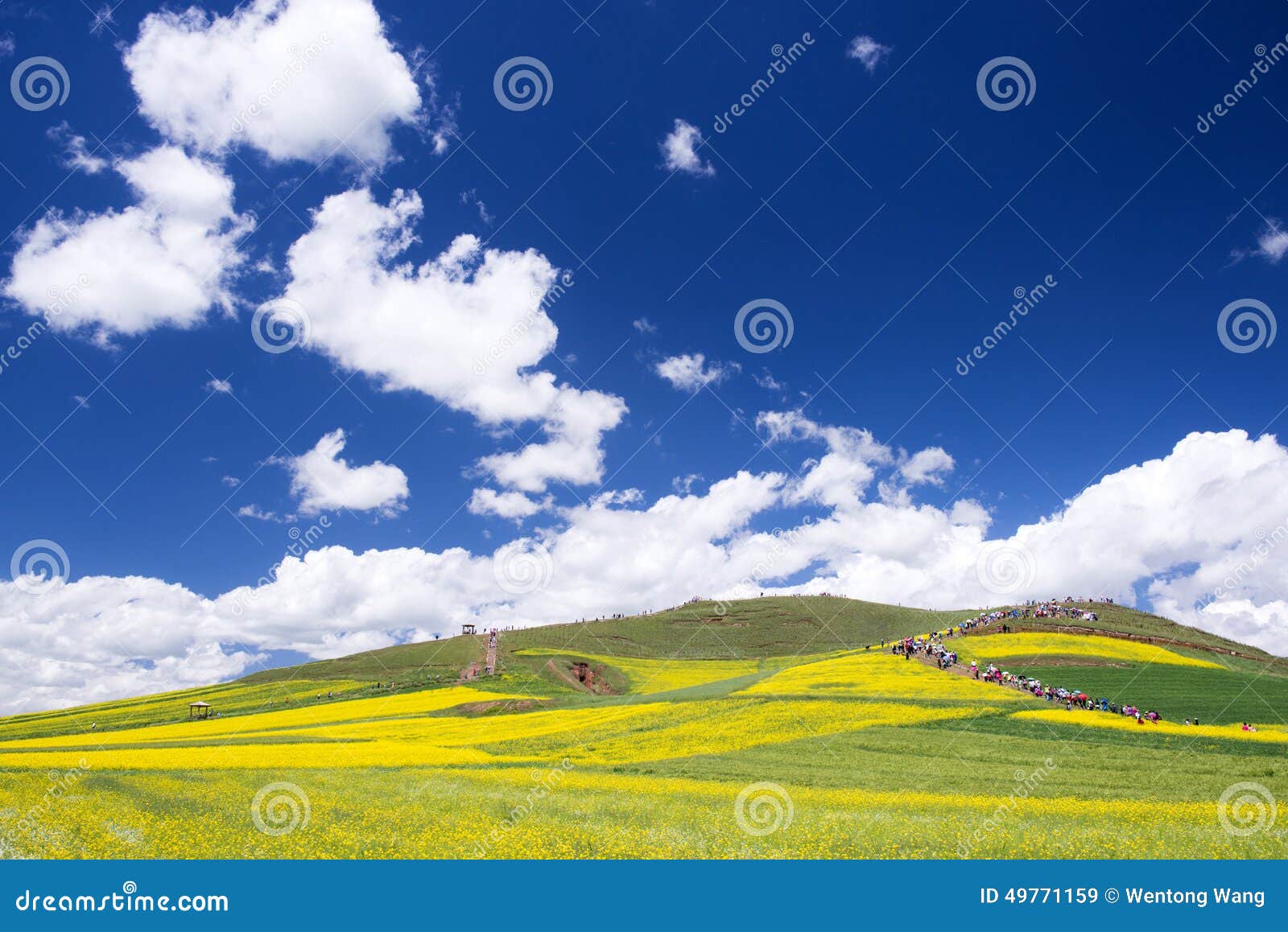 Spring Flower Field and Blue Sky. Stock Image - Image of environment ...