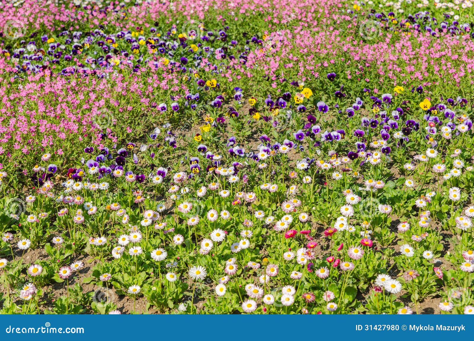 Spring flower on field stock photo. Image of bouquet - 31427980