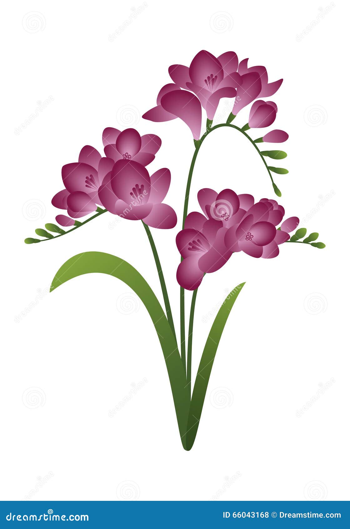 Spring flower - freesia stock vector. Illustration of bouquet - 66043168