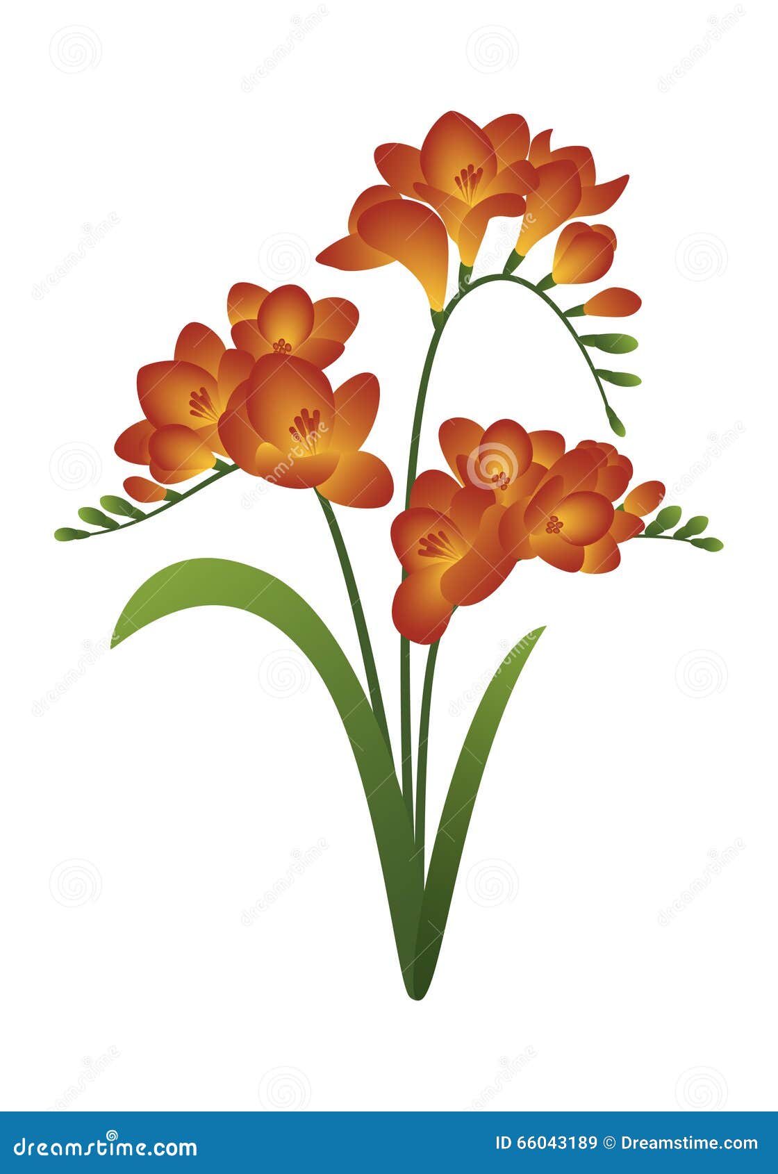 Spring flower - freesia stock vector. Illustration of blossom - 66043189