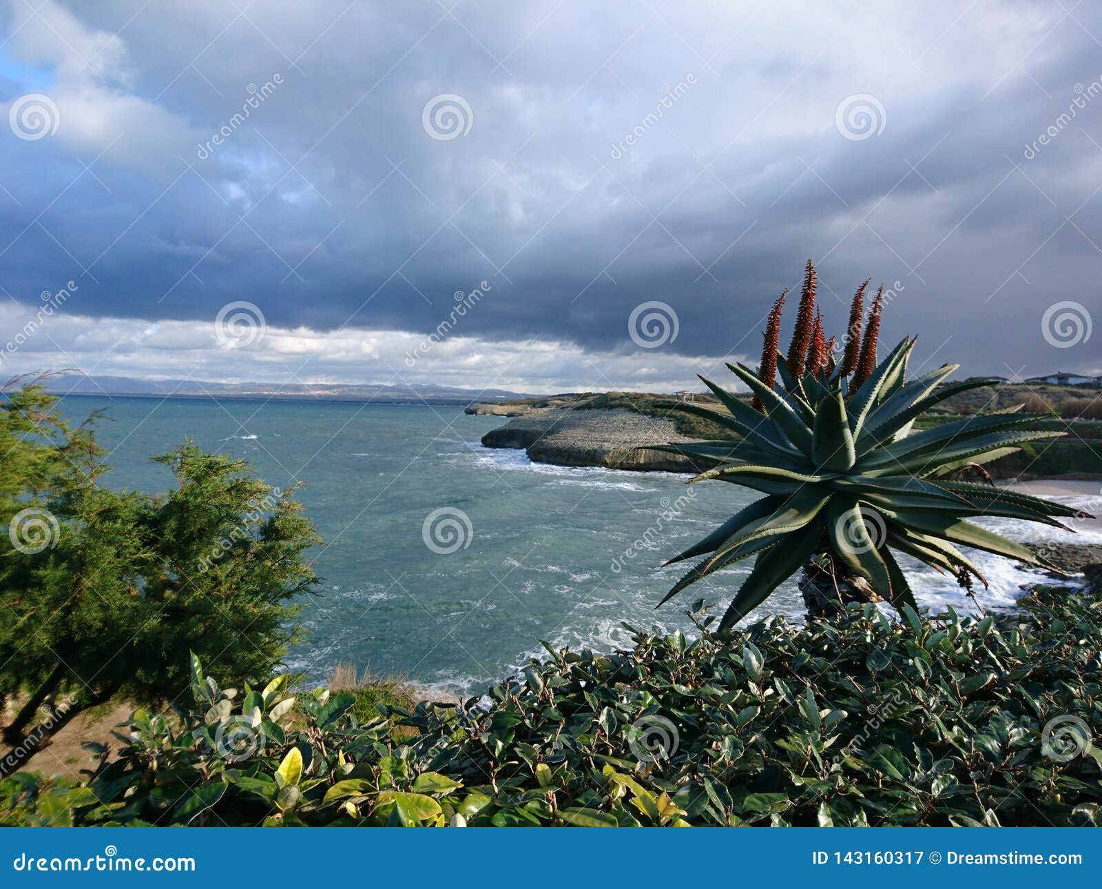 Spring flower good vibes stock image. Image of spring - 143160317