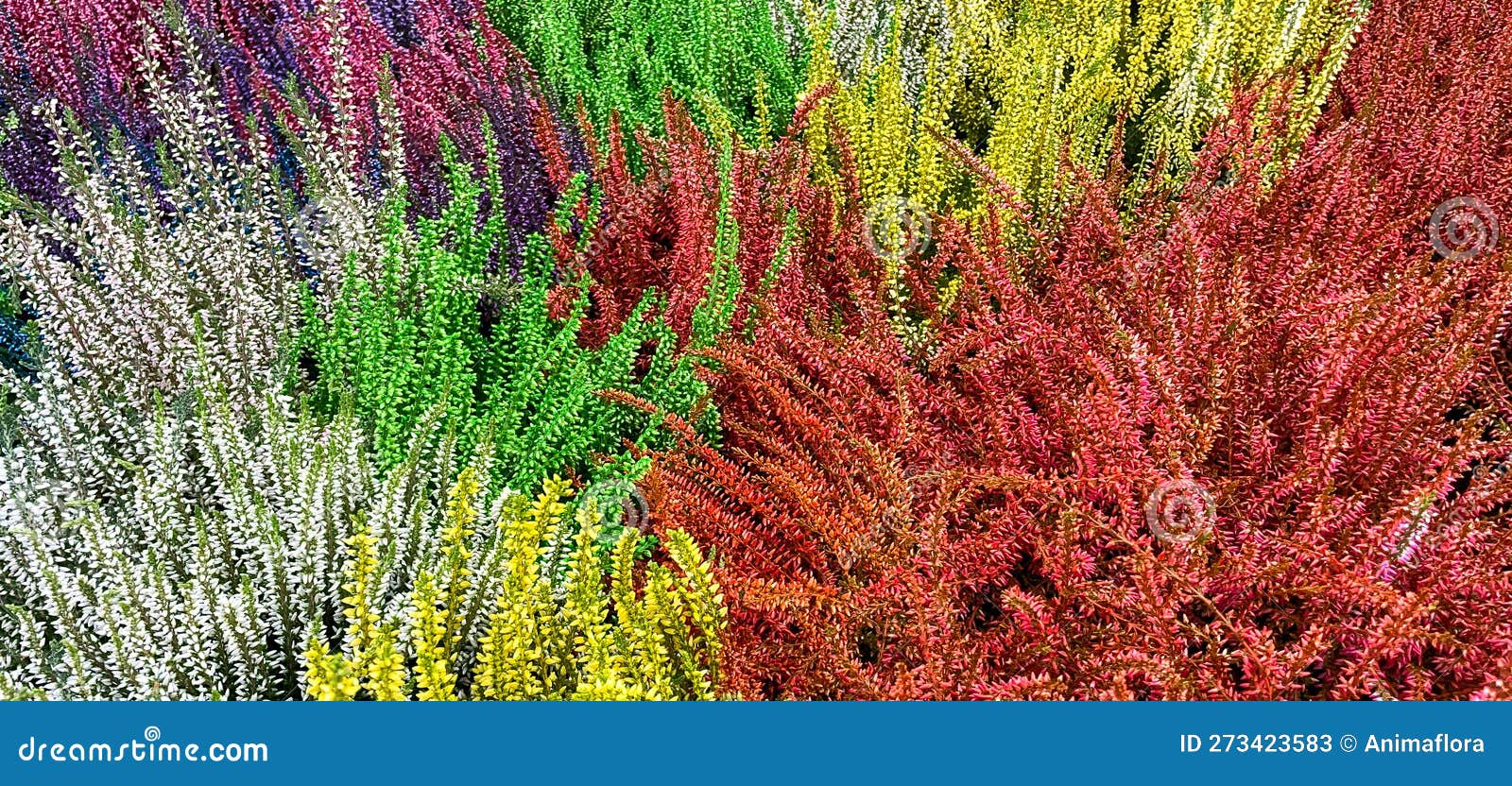 Spring Flower on the Ground Stock Image - Image of grass, autumn: 273423583