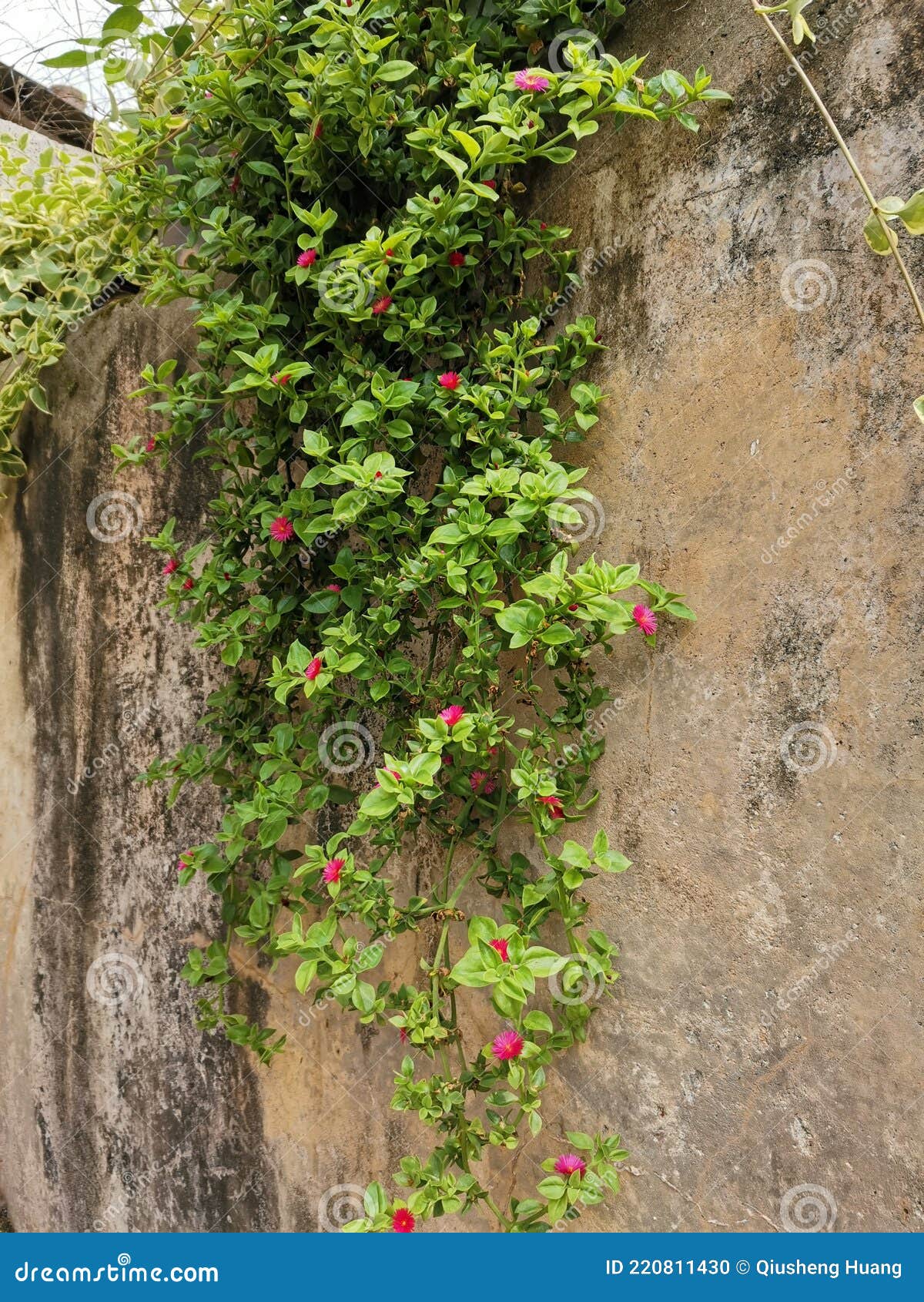 Spring flower stock photo. Image of blossom, trunk, grass - 220811430