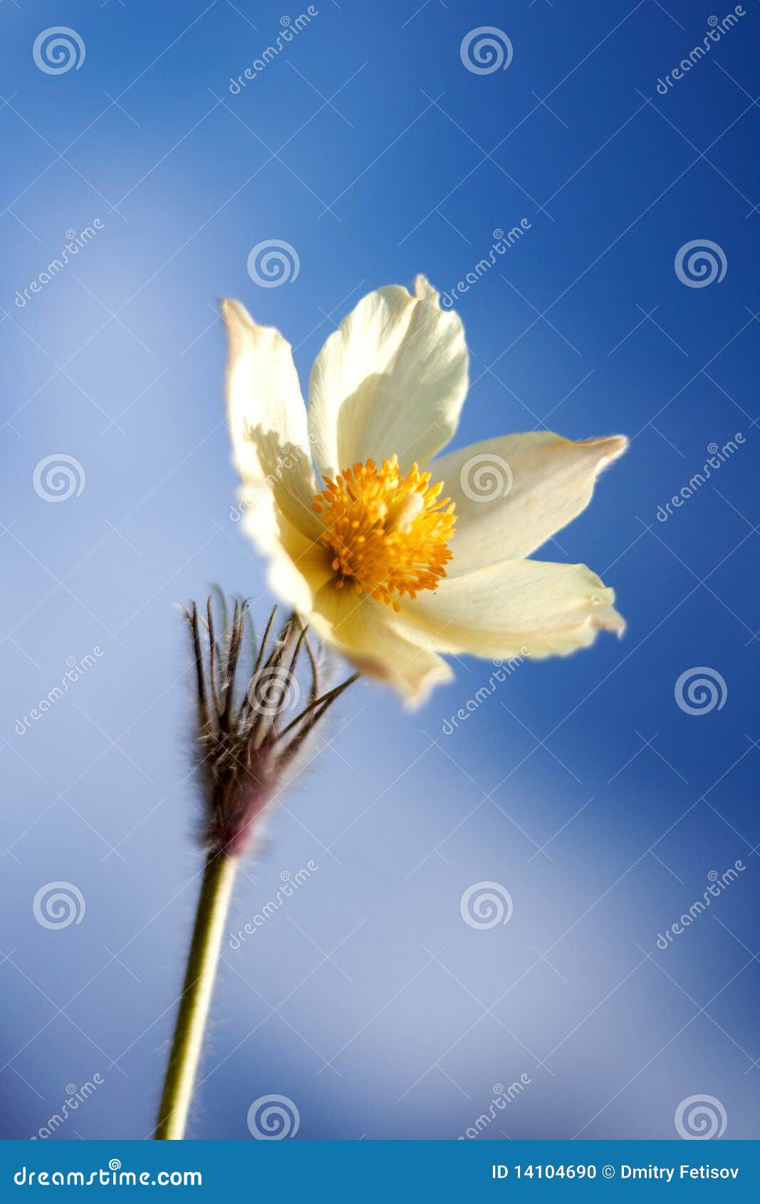 Spring Flower Head Snowdrop Stock Photo - Image of concepts, meadow ...