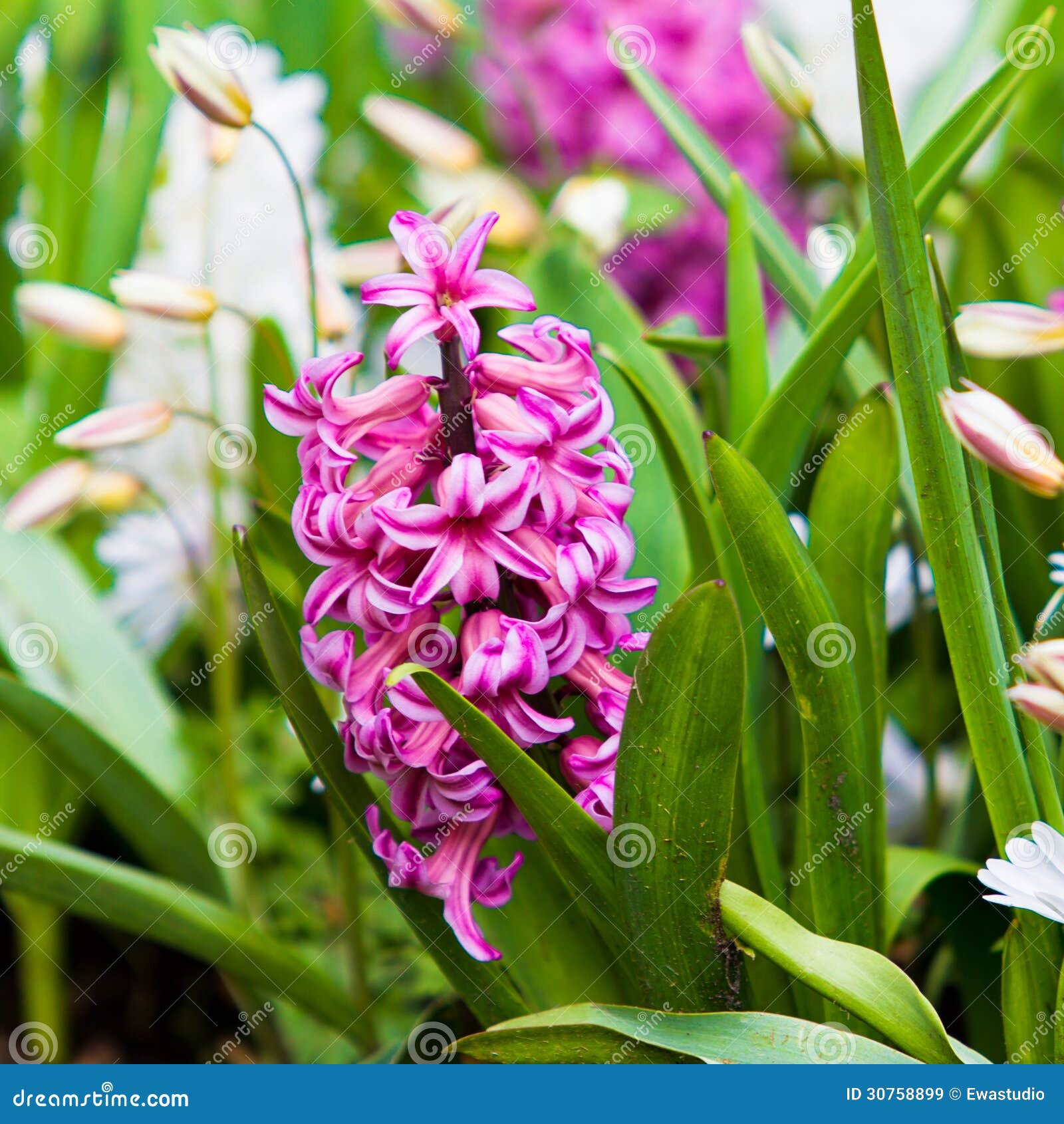 Spring flower. hyacinth stock image. Image of blossom - 30758899