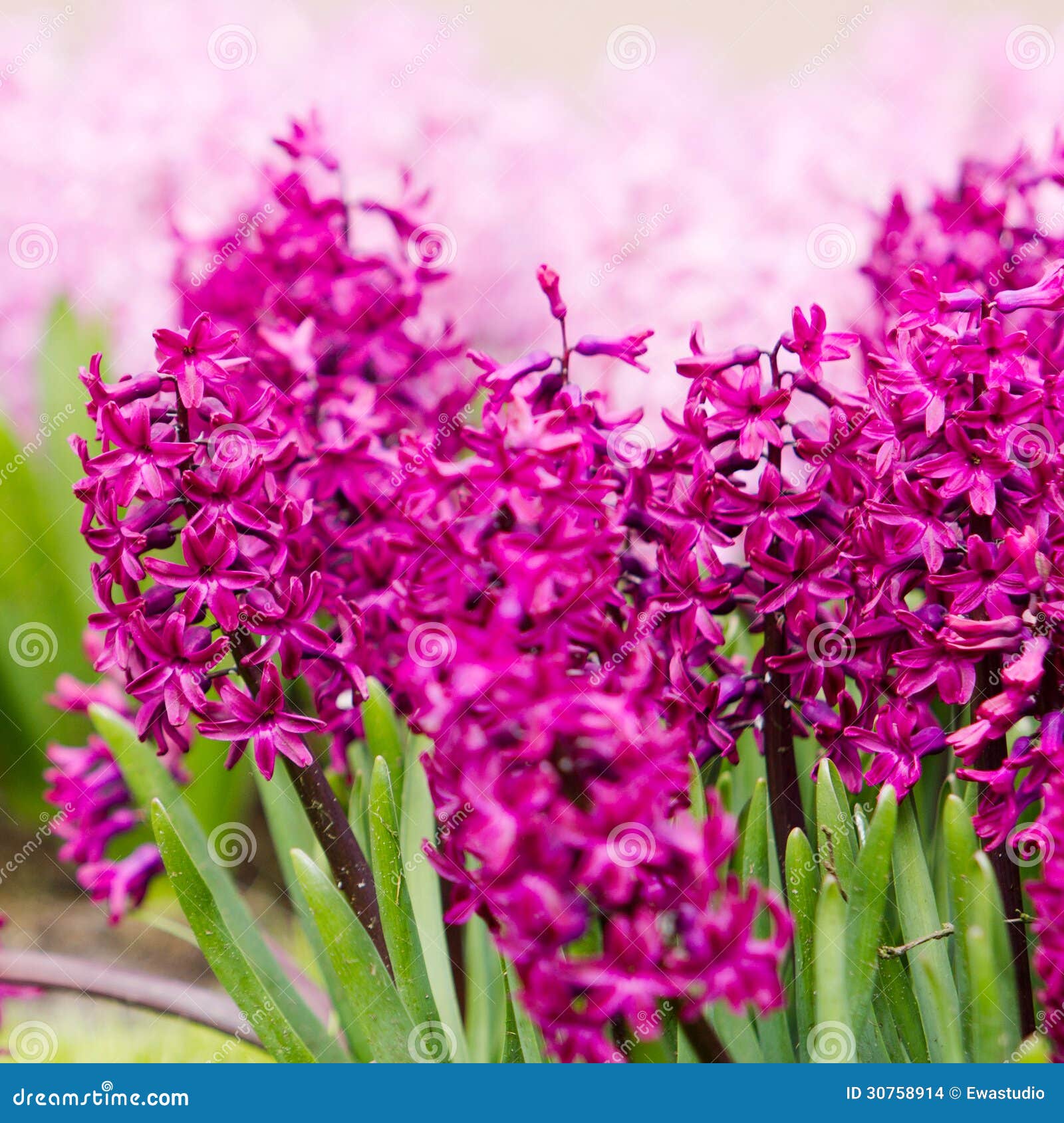 Spring flower. hyacinth stock photo. Image of netherlands - 30758914
