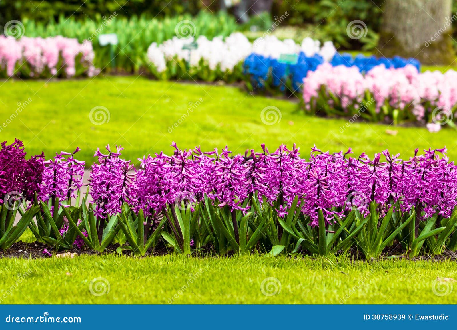 Spring flower. hyacinth stock image. Image of calm, horticultural ...
