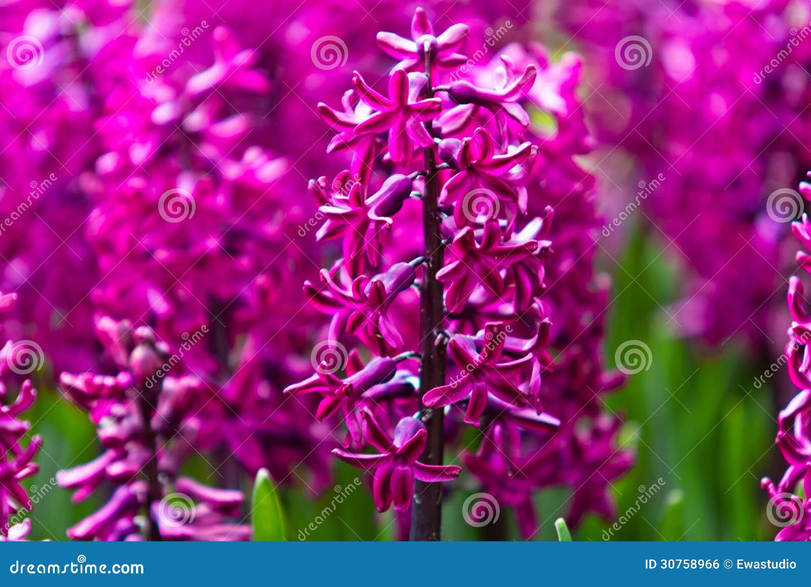 Spring flower. hyacinth stock photo. Image of hyacints - 30758966