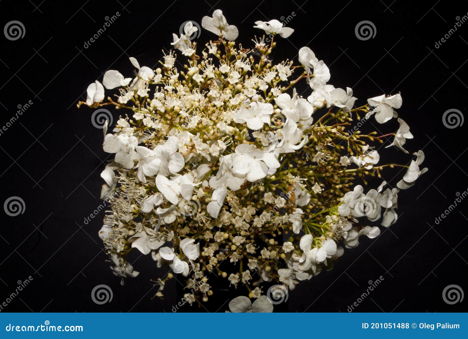 Spring Flower Isolated on Black Background Stock Photo - Image of flora ...