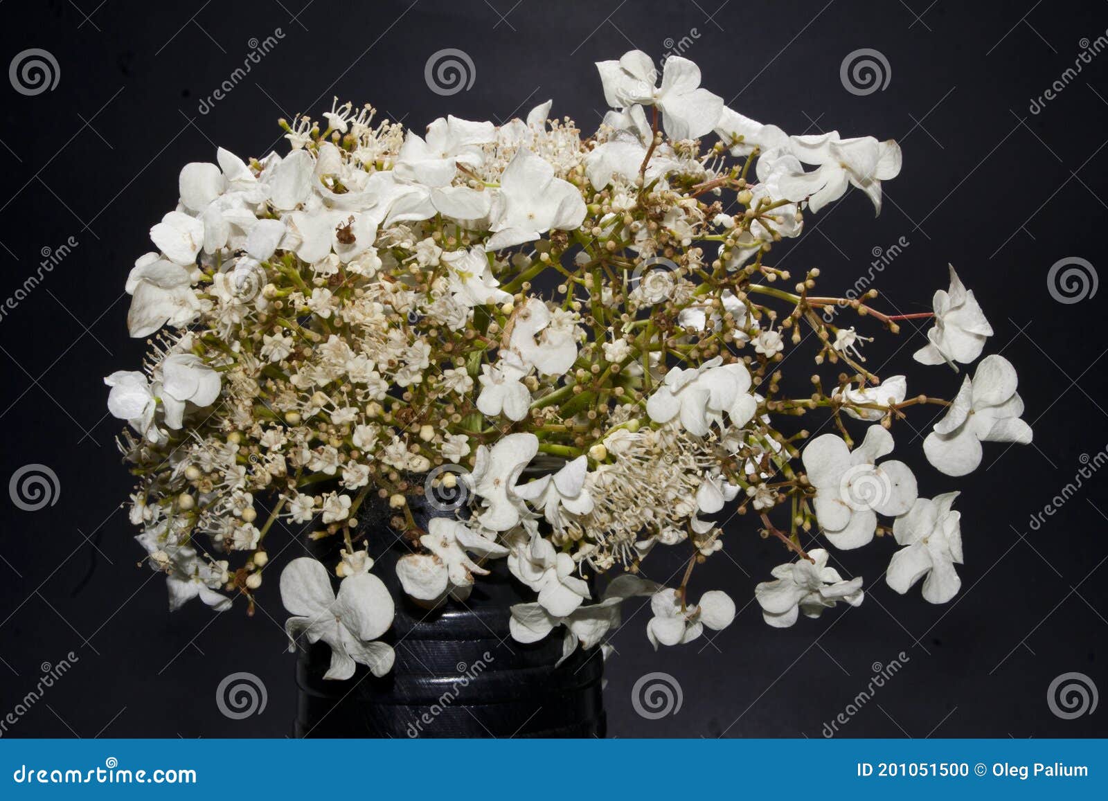 Spring Flower Isolated on Black Background Stock Photo - Image of fresh ...