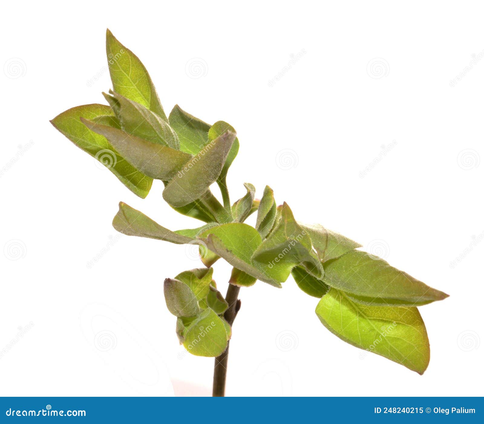 Spring Flower Isolated on White Background Stock Image - Image of ...