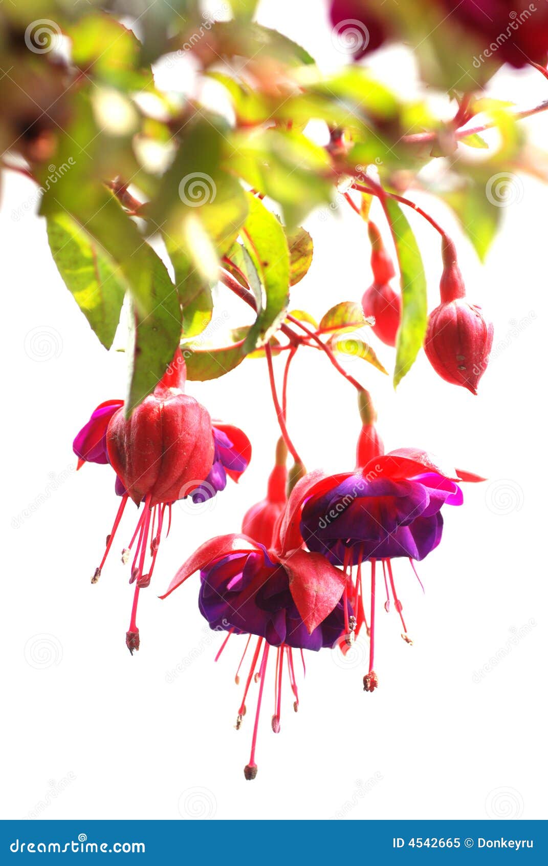 Spring Flower Lady S Eardrop Stock Image - Image of botany, lady: 4542665