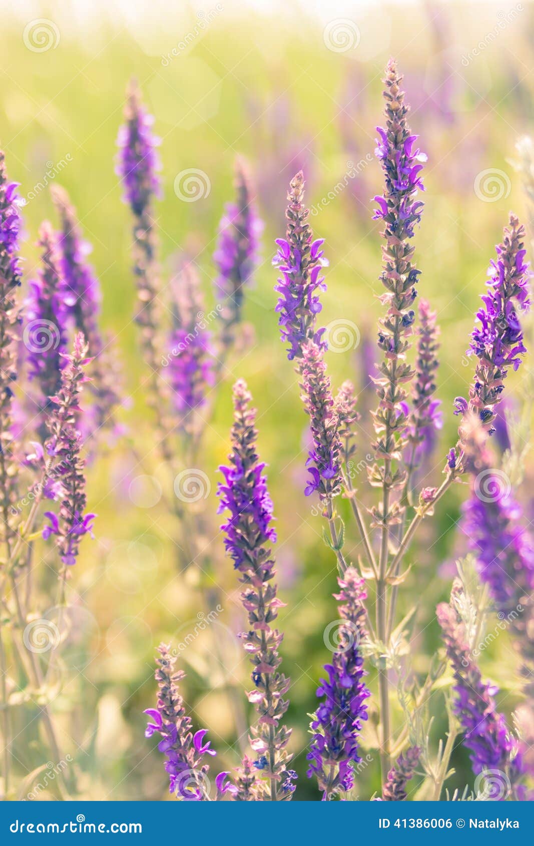 Spring flower lilac color stock photo. Image of pink - 41386006