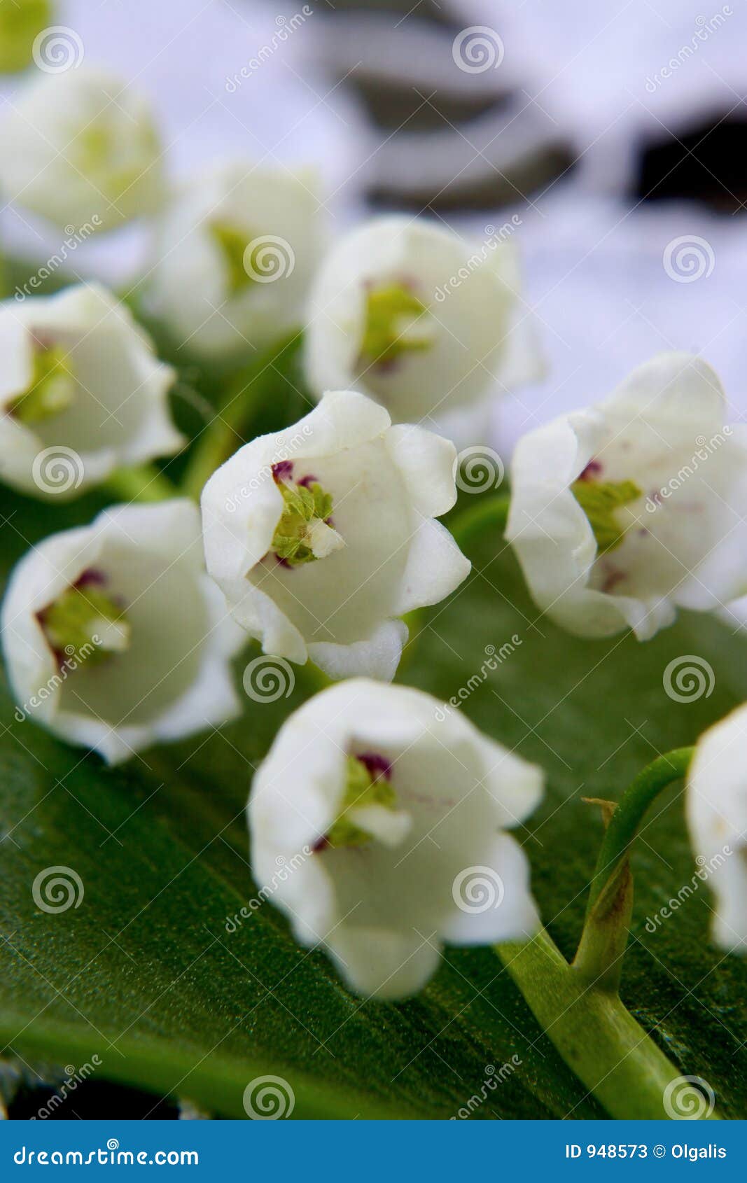 Spring Flower a Lily of the Valley Stock Image - Image of growt, gift ...