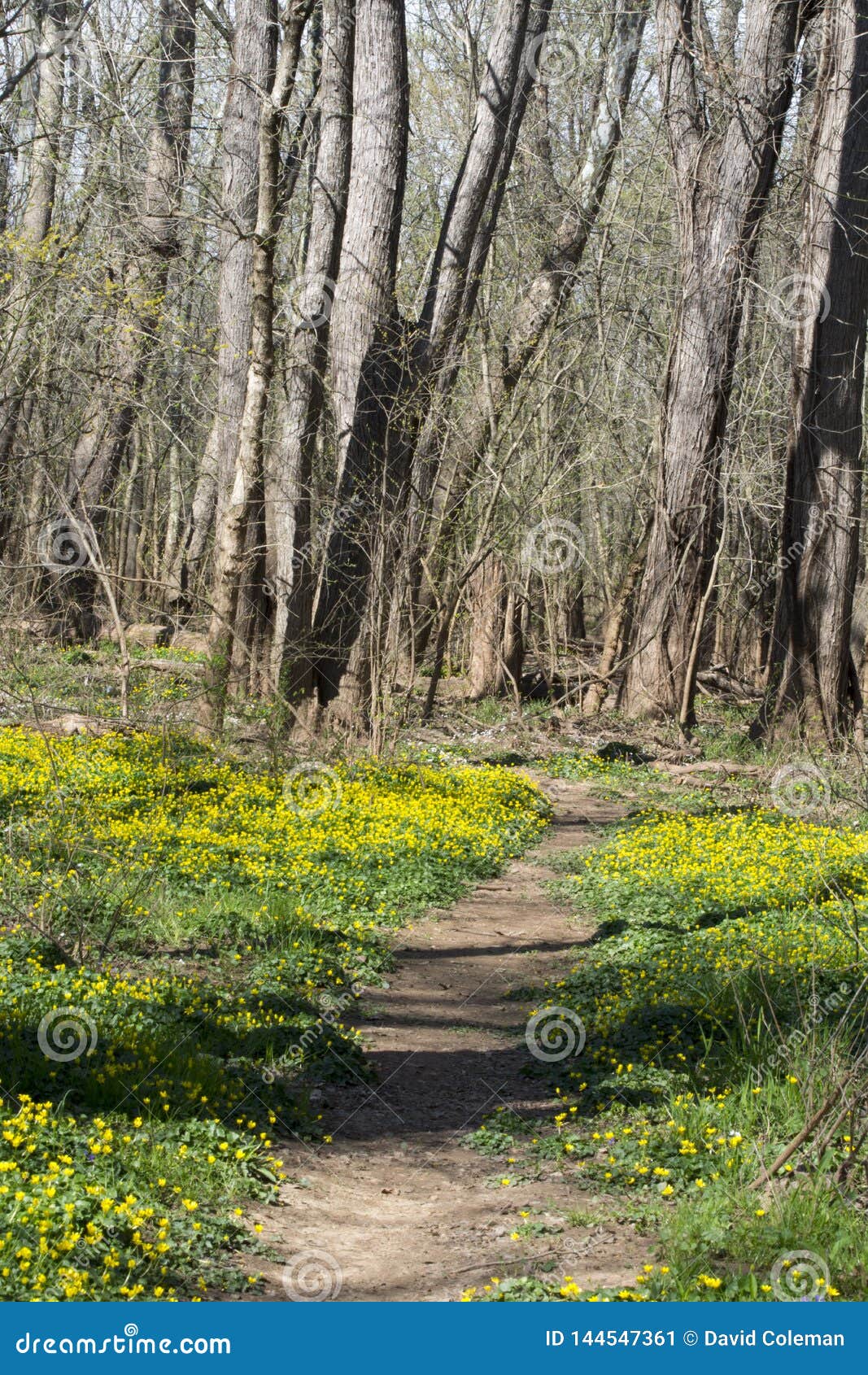 Spring flower lined trail stock image. Image of trail - 144547361