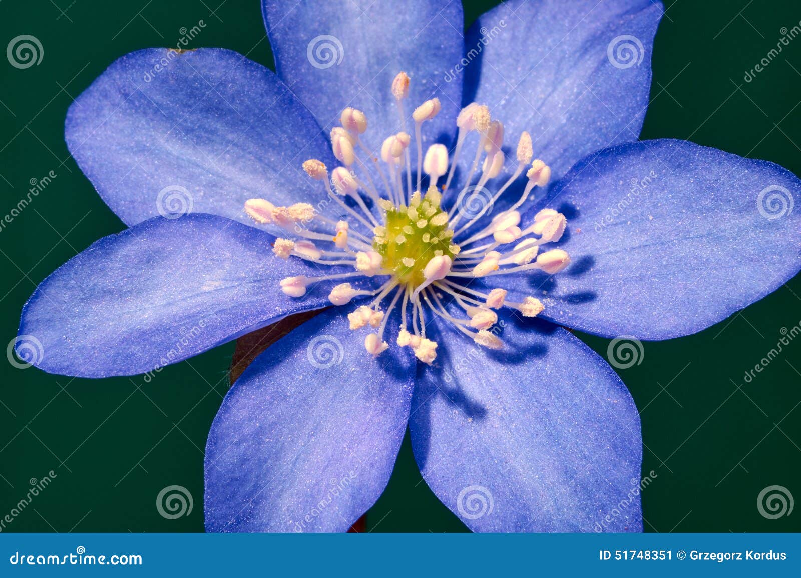 Spring flower liverwort stock image. Image of nature - 51748351