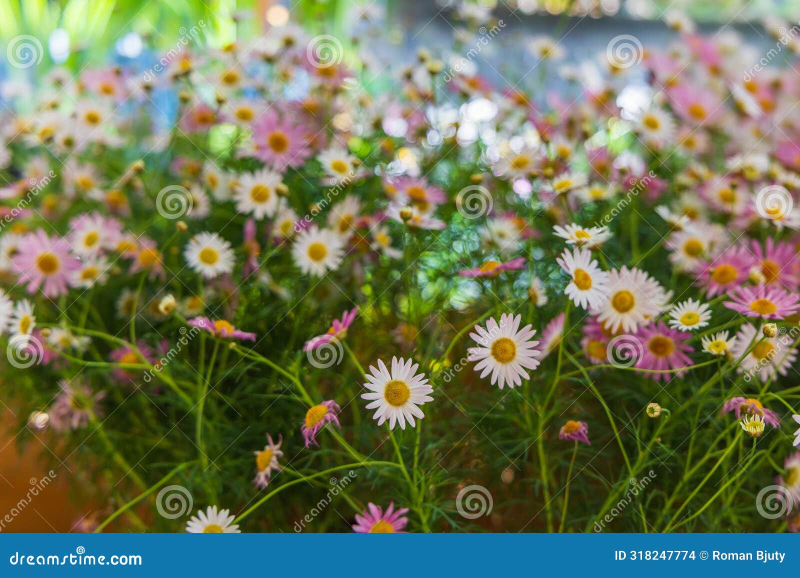Spring Flower in the Meadow. Daisy with White Leaves and Yellow, in the ...