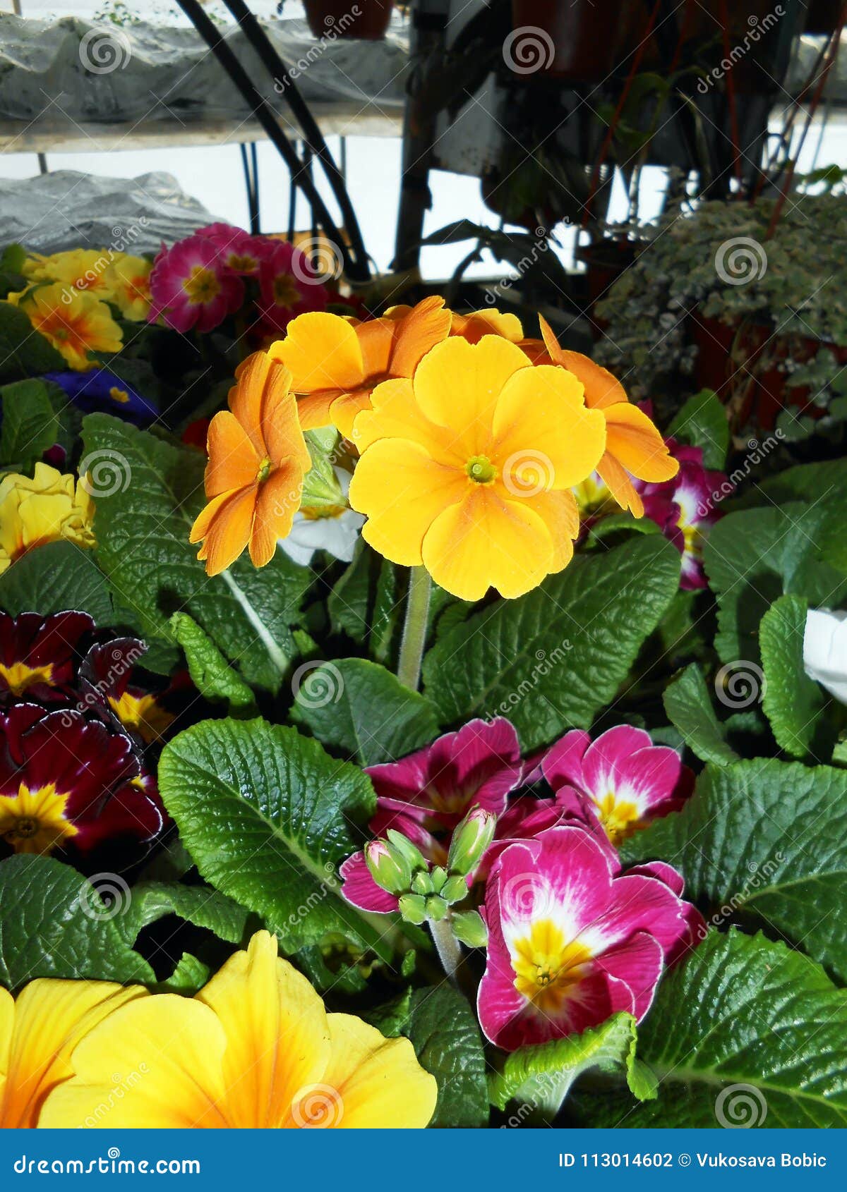 Primula stock photo. Image of garden, primula, spring - 113014602